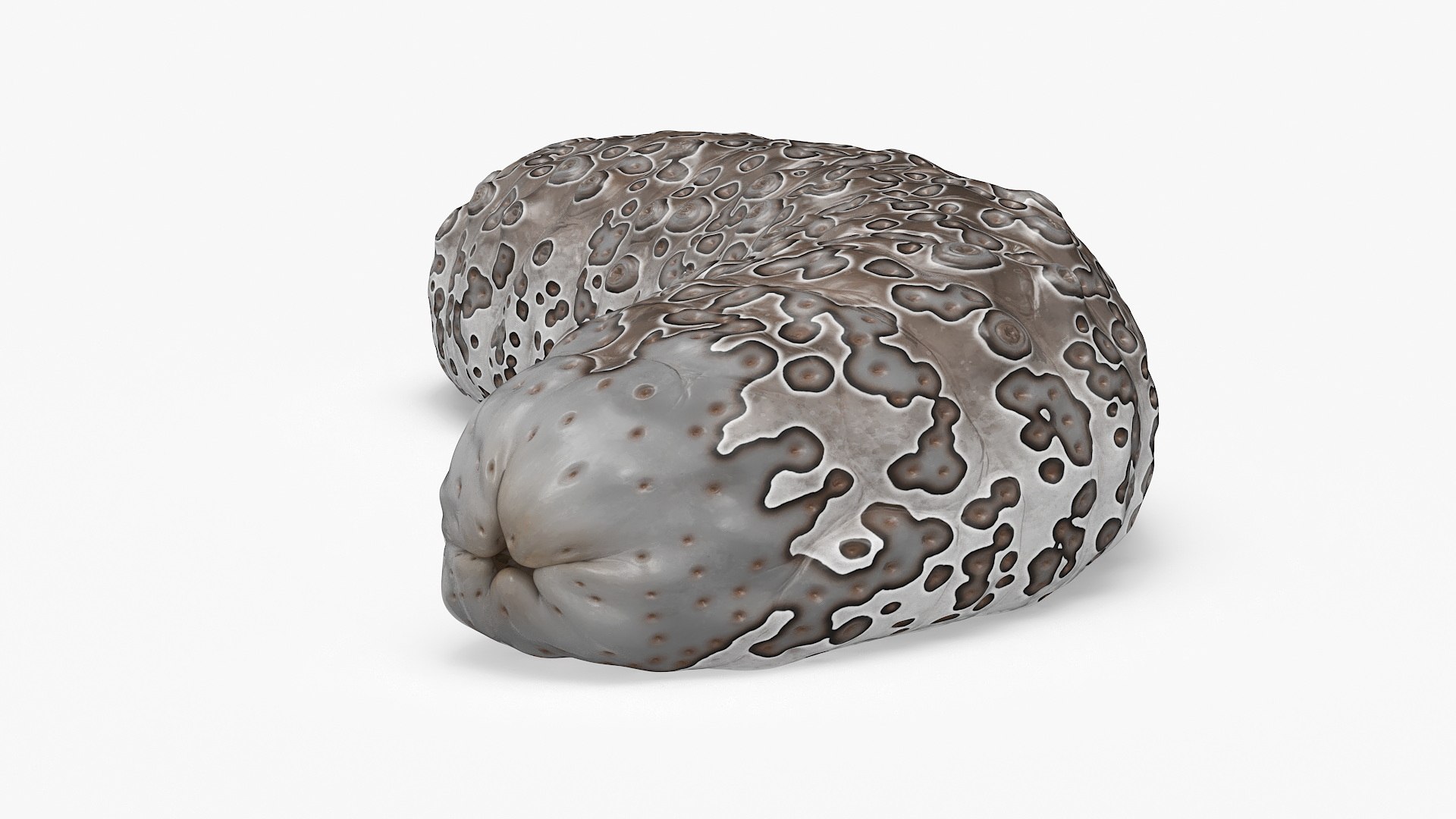 3D Trepang Brown Rigged Model - TurboSquid 2300558