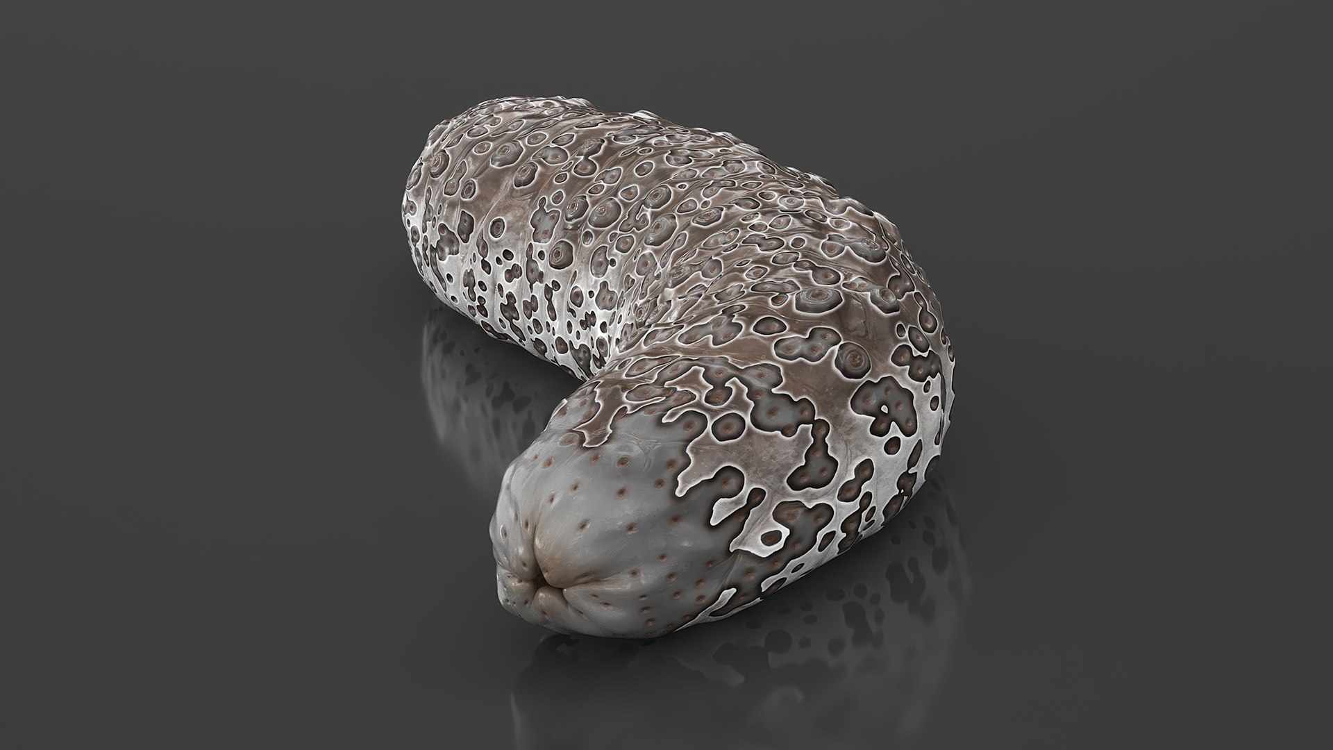 3D Trepang Brown Rigged Model - TurboSquid 2300558