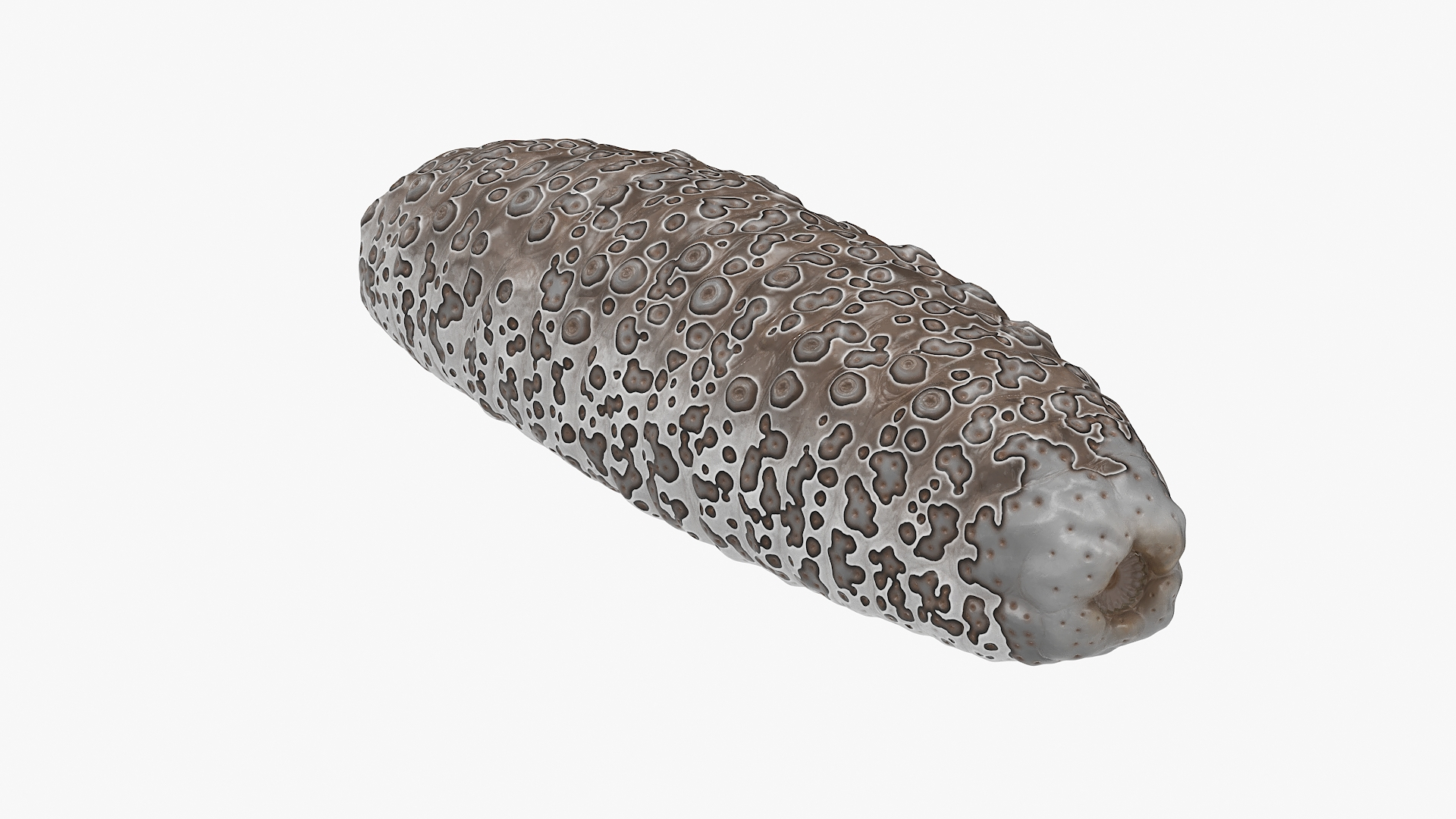 3D Trepang Brown Rigged Model - TurboSquid 2300558