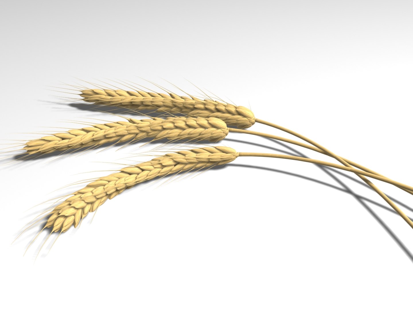 Wheat 3d Model
