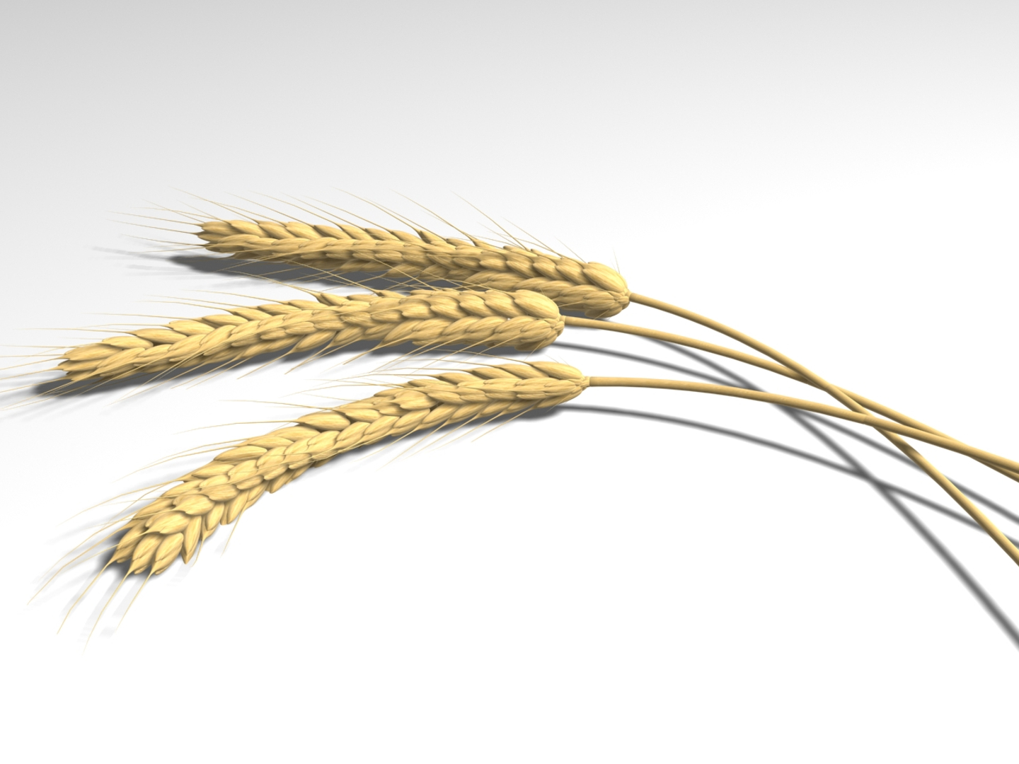 wheat 3d model