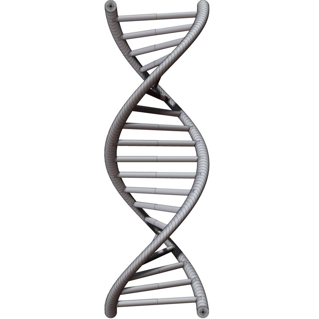 Dna Chain 3D Model - TurboSquid 1200745
