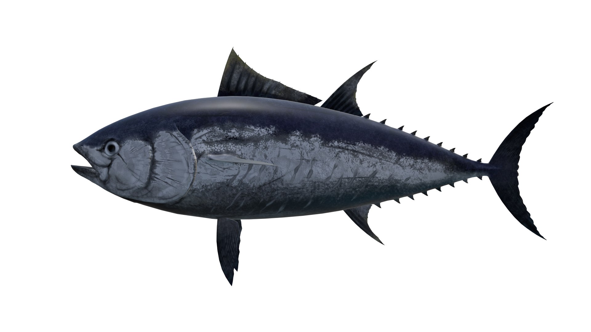 True Tunas Fish 3D Model 3D Model - TurboSquid 2310649