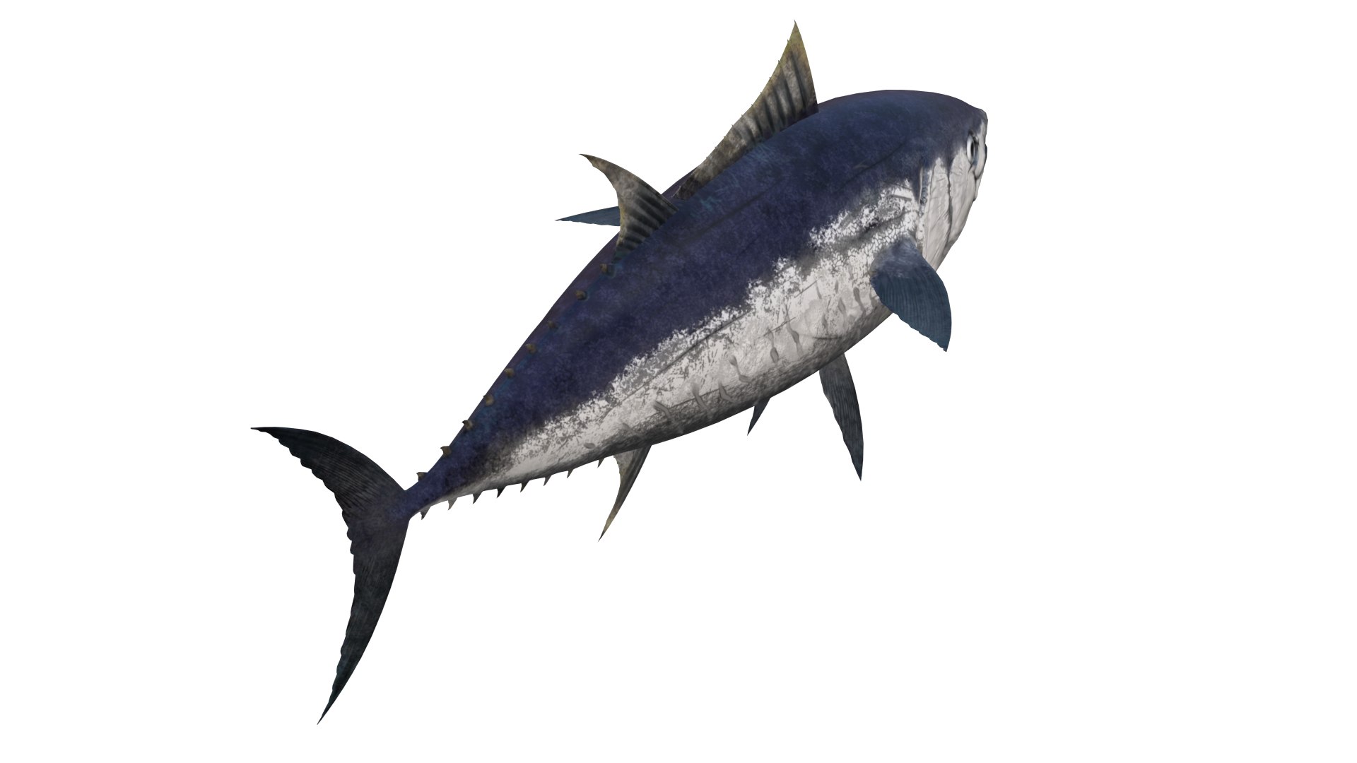 True Tunas Fish 3D Model 3D Model - TurboSquid 2310649