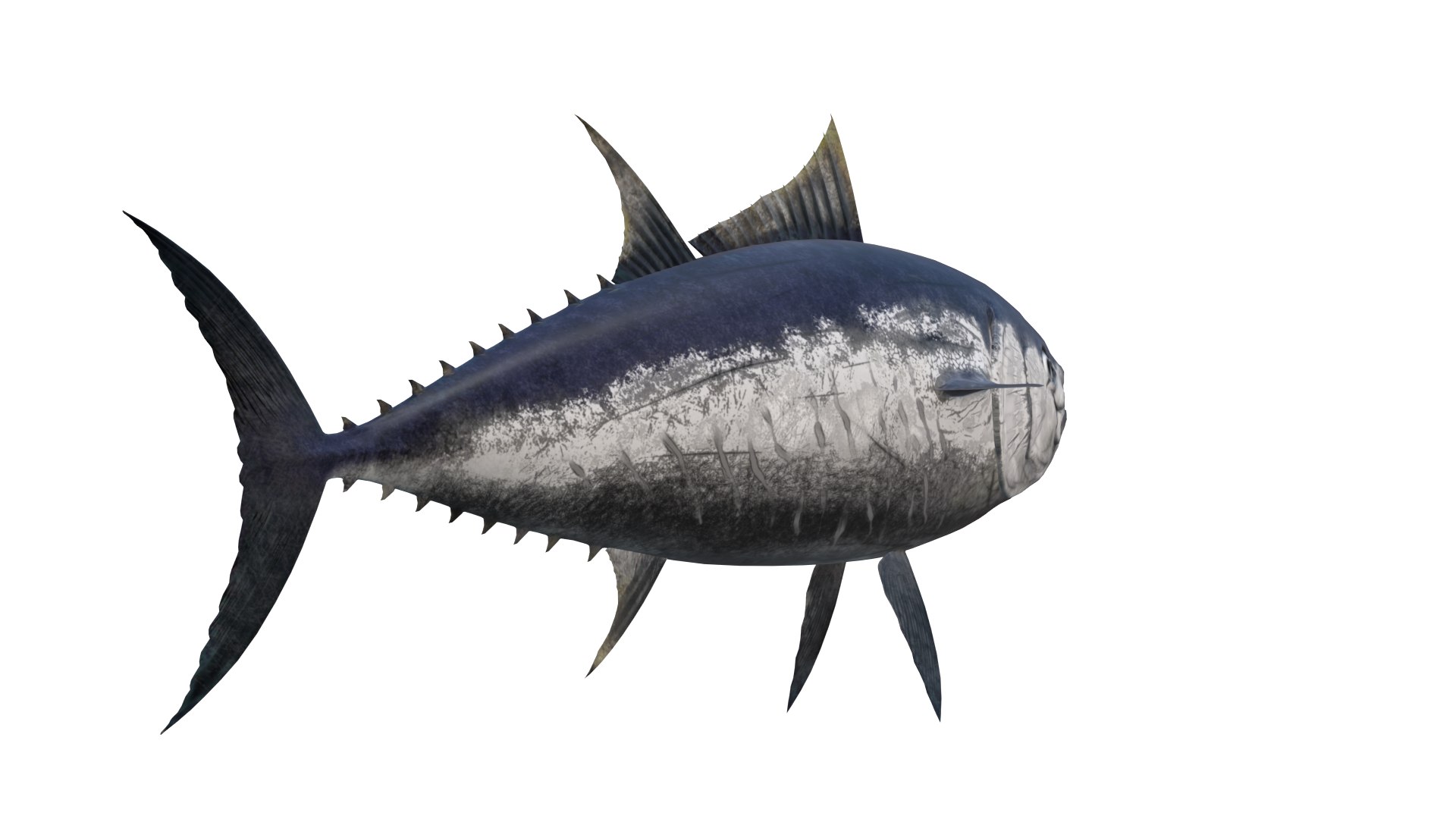 True Tunas Fish 3D Model 3D Model - TurboSquid 2310649