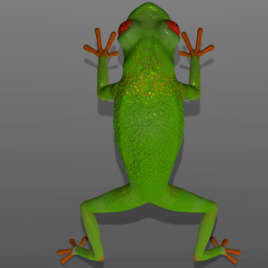 green tree frog 3d model