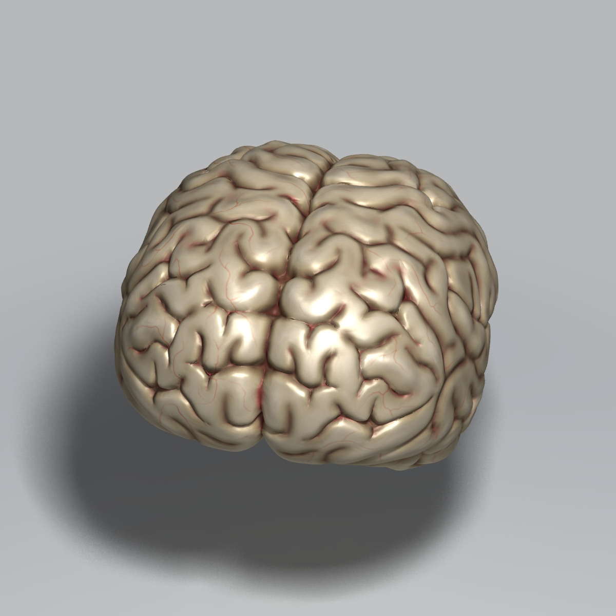 cerebrum human brain 3d max