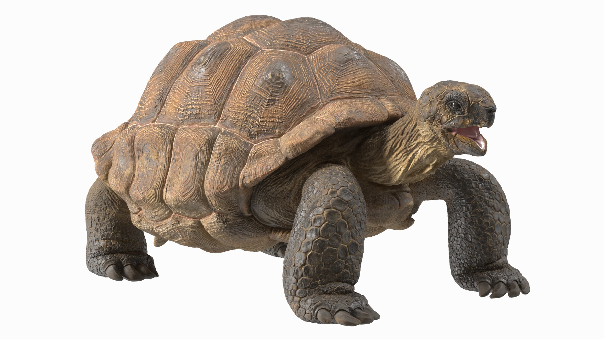 3D Model Aldabrachelys Gigantea Rigged - TurboSquid 2112007