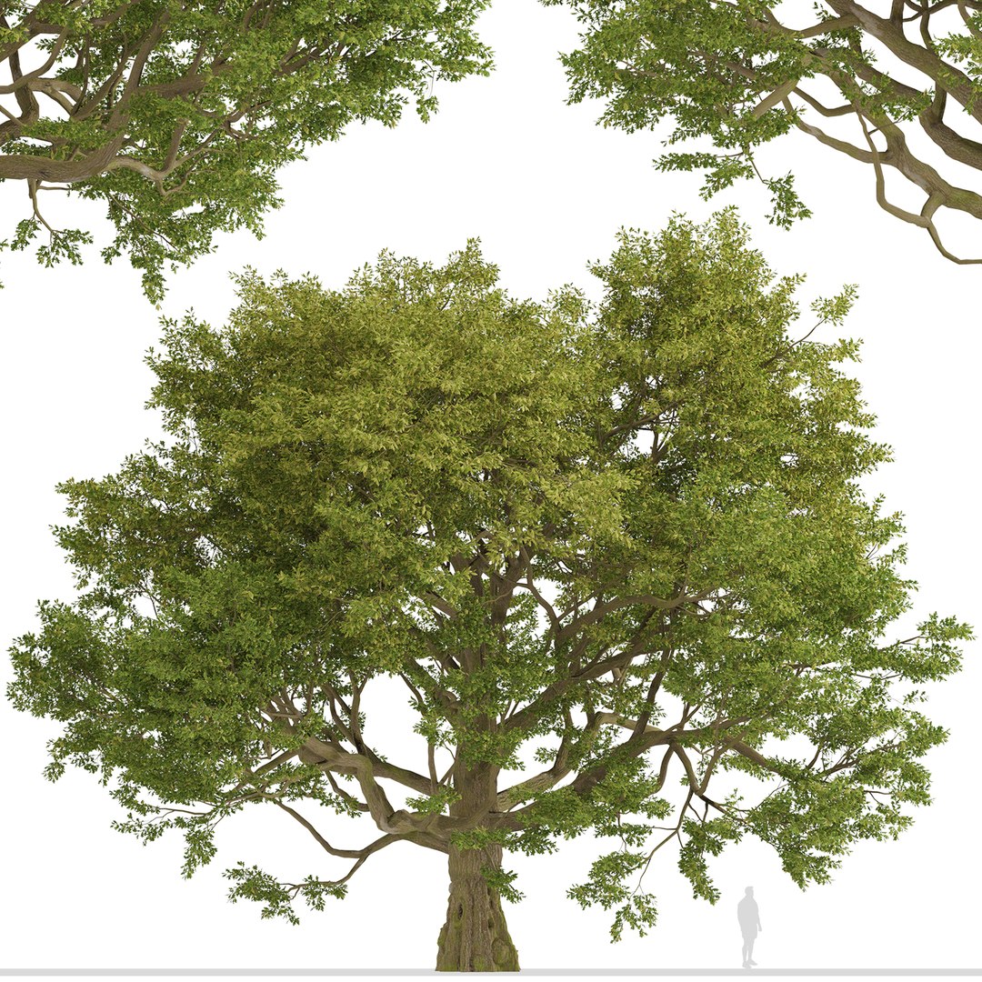 3D Common Oak or Quercus robur Tree - 1 Tree model - TurboSquid 1993729