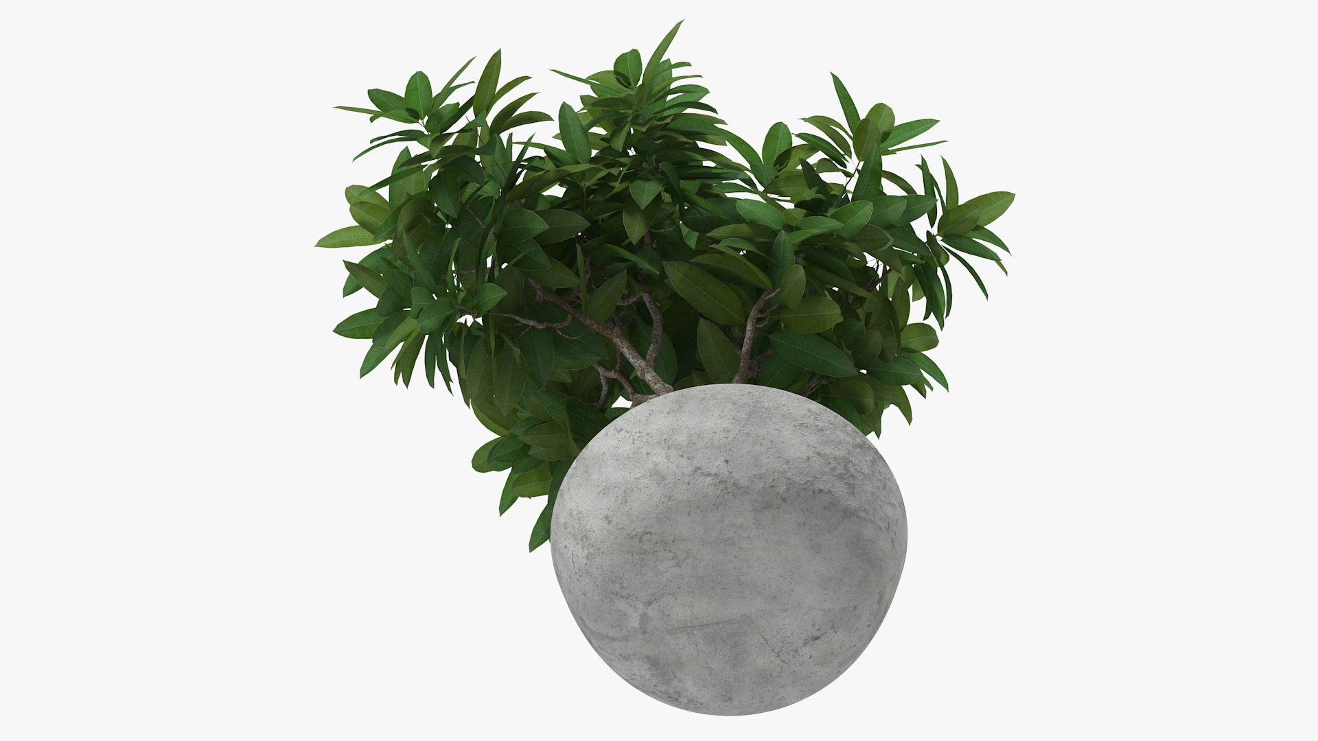 3D Flower Pot Plumeria Model - TurboSquid 1488151