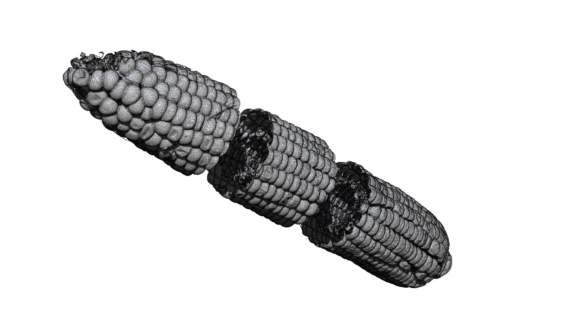 Corn 3D CT Scan Model Cut2 Decimate 50 Percent 3D Model - TurboSquid ...
