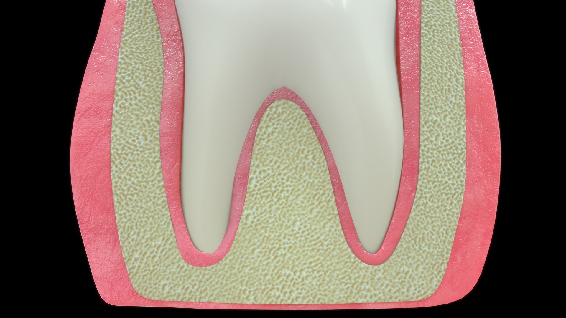 3D Periodontal Membrane And Gums Gingiva Model - TurboSquid 2189280