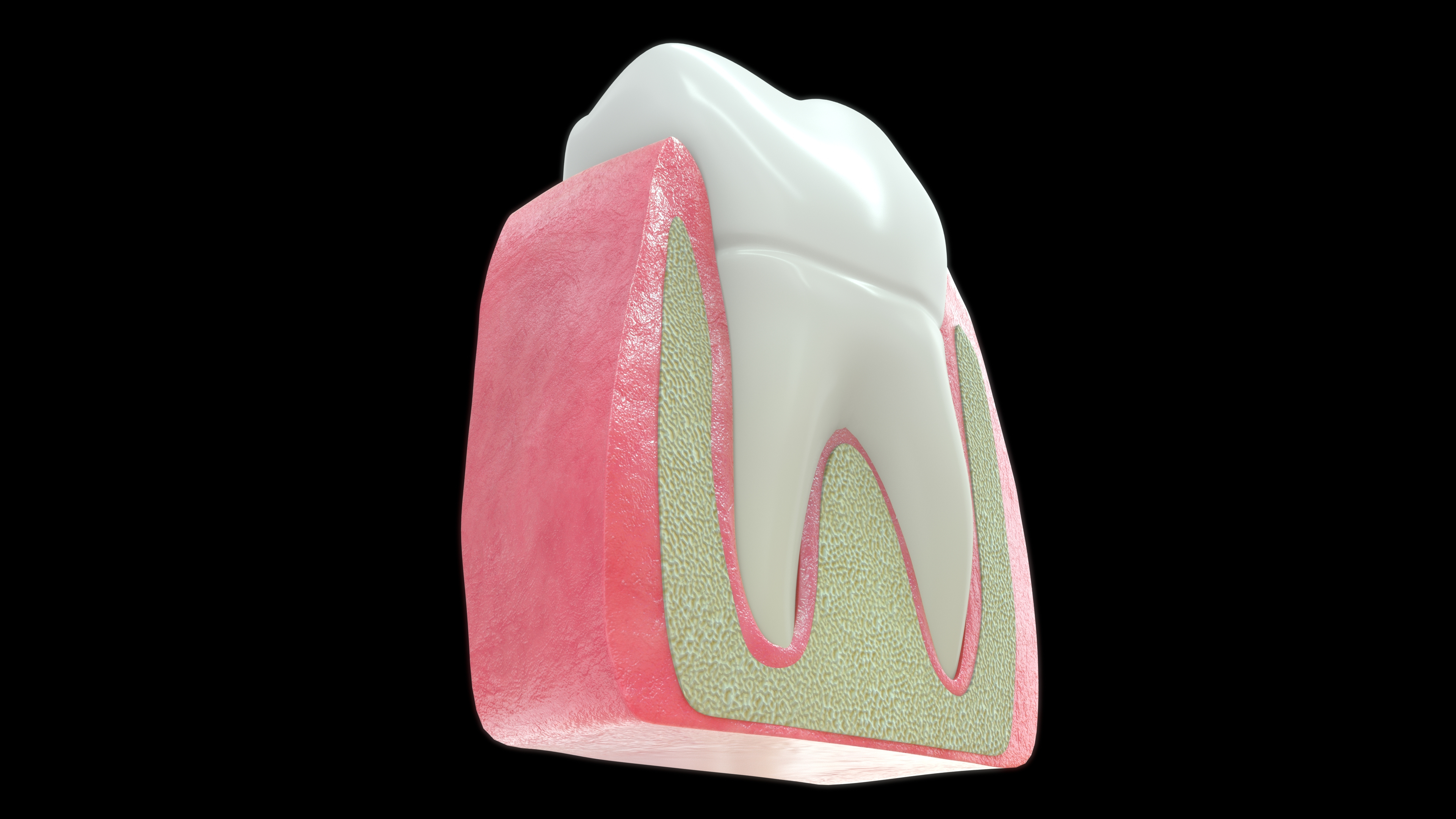 modelo 3d Membrana periodontal y encías. - TurboSquid 2189280