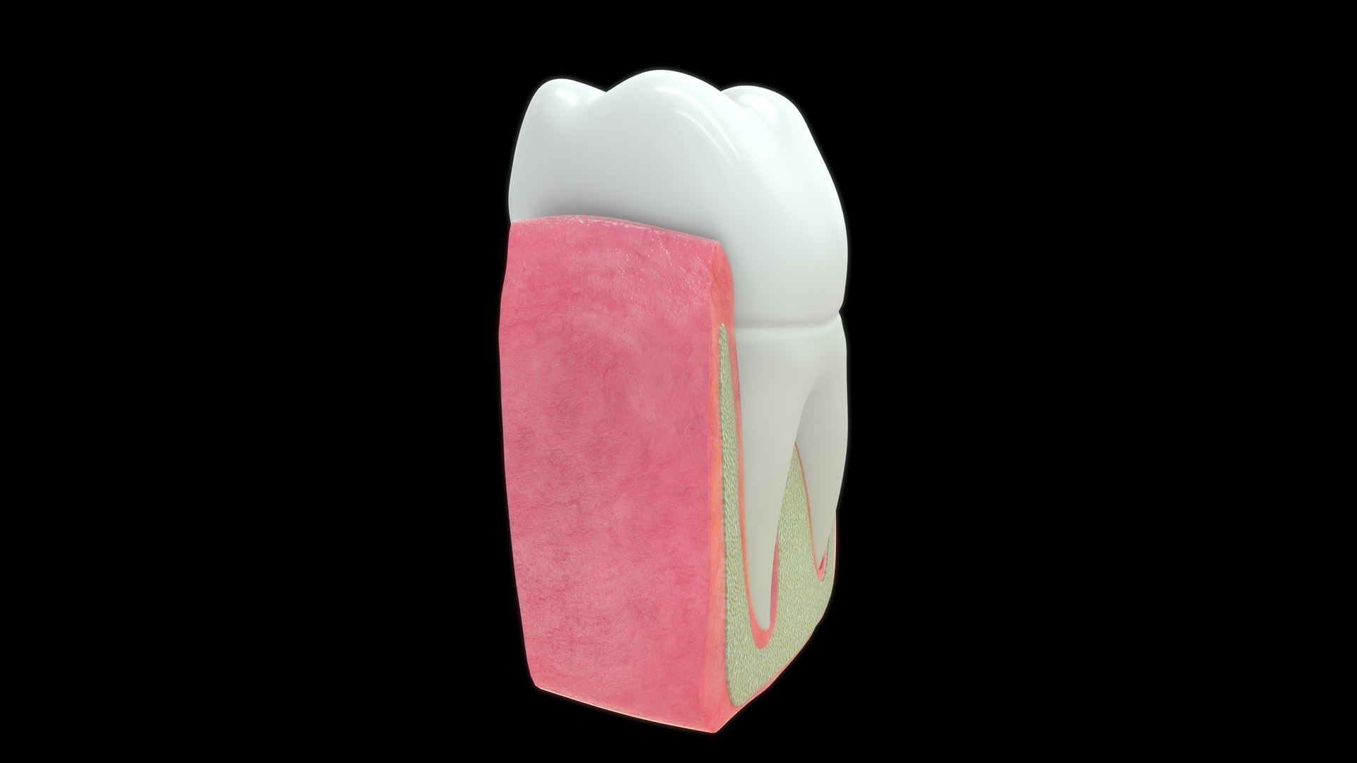 3D Periodontal Membrane And Gums Gingiva Model - TurboSquid 2189280