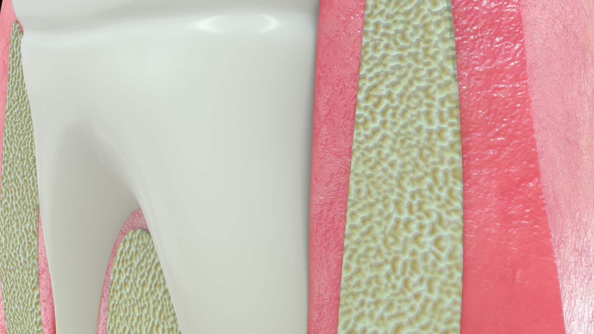 3D Periodontal Membrane And Gums Gingiva Model - TurboSquid 2189280