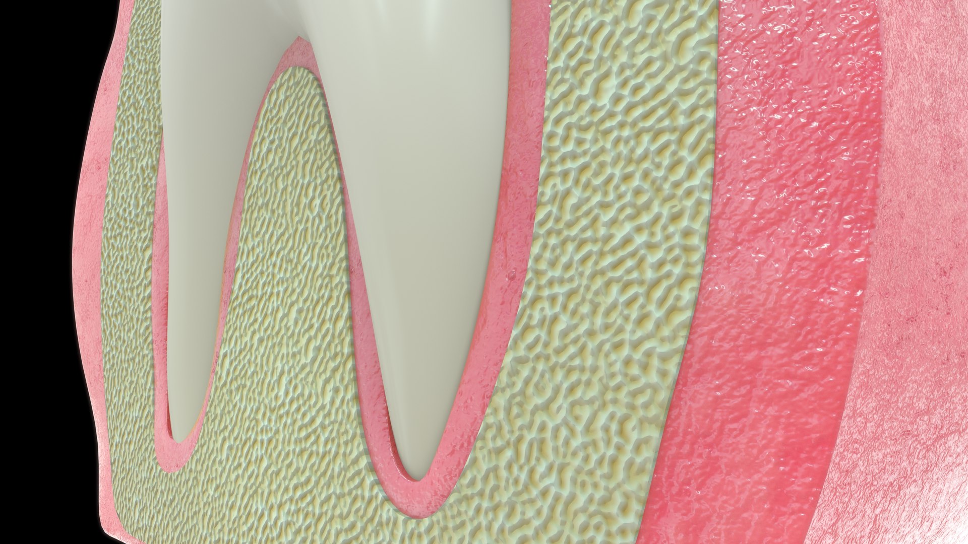 3D Periodontal Membrane And Gums Gingiva Model - TurboSquid 2189280