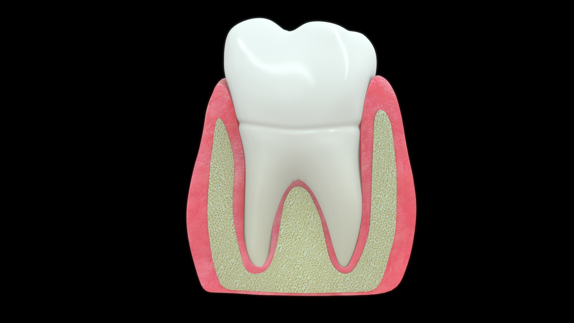 3D Periodontal Membrane And Gums Gingiva Model - TurboSquid 2189280
