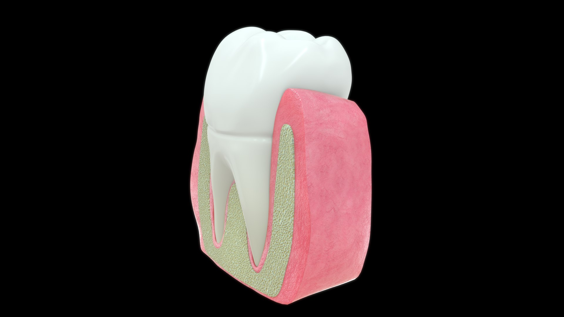 3D Periodontal Membrane And Gums Gingiva Model - TurboSquid 2189280