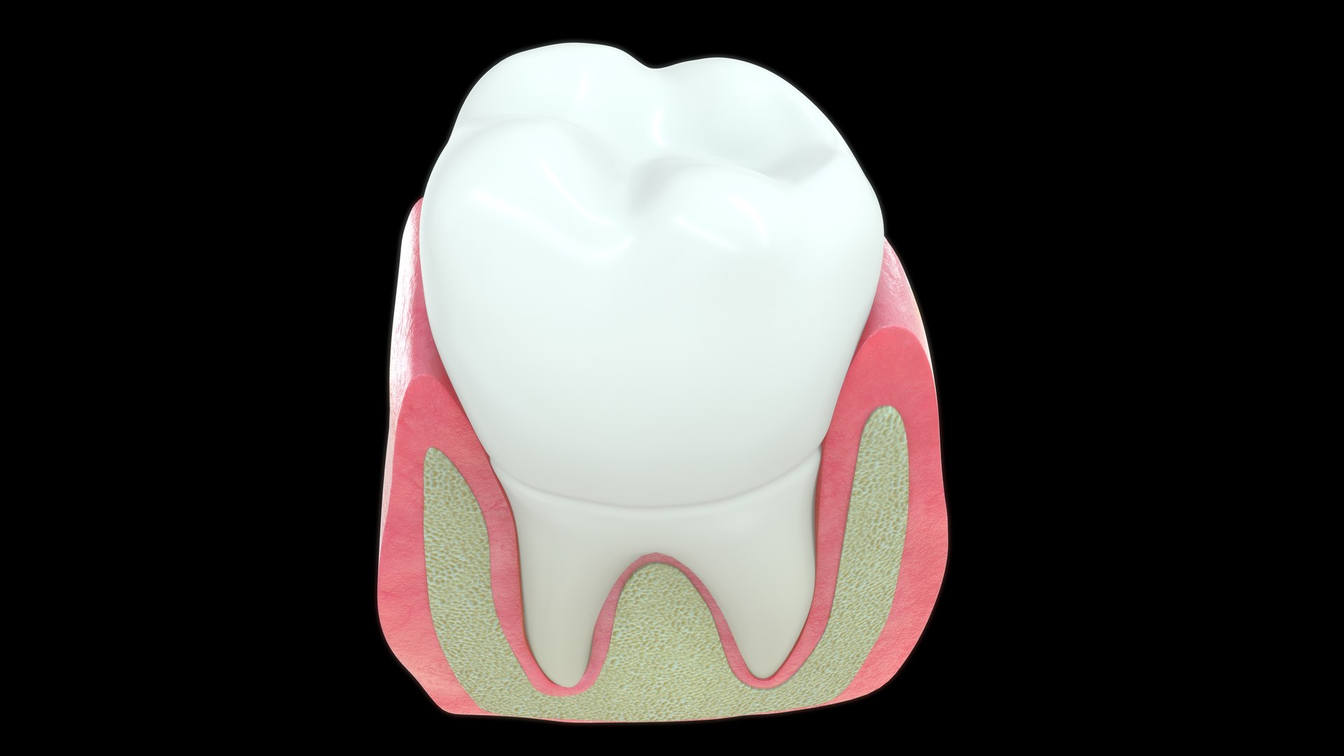3D Periodontal Membrane And Gums Gingiva Model - TurboSquid 2189280