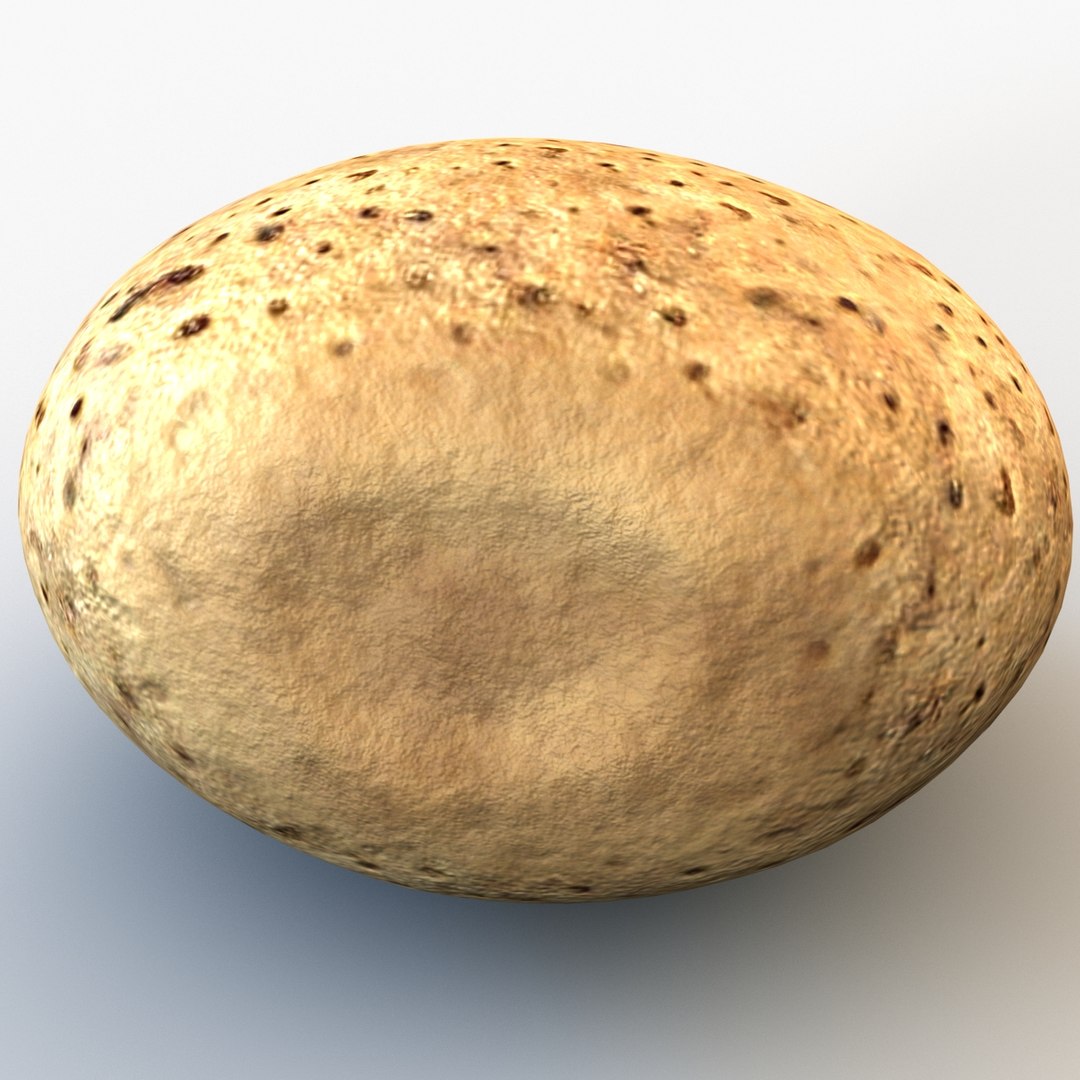 3d Mongongo Nut