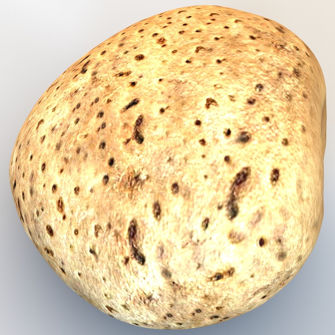 3d Mongongo Nut