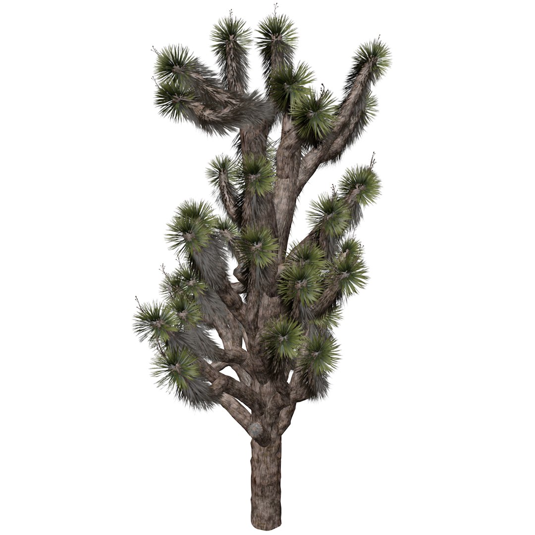 Joshua Tree Plant Collection 3D - TurboSquid 2377987