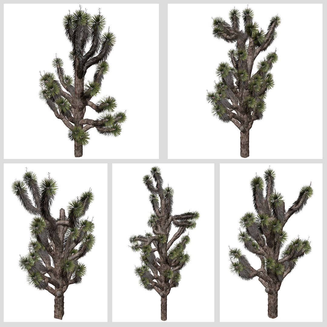 Joshua Tree Plant Collection 3D - TurboSquid 2377987