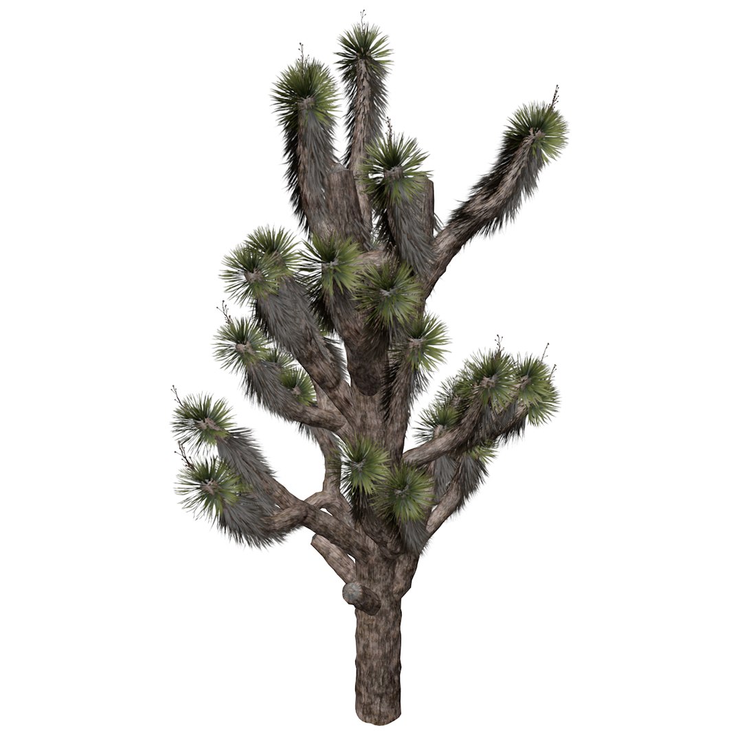 Joshua Tree Plant Collection 3D - TurboSquid 2377987