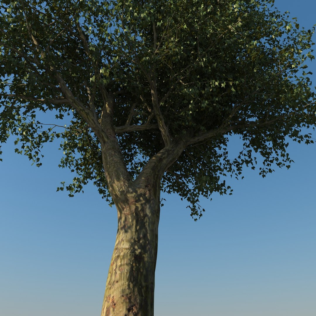 Platanus Tree Bark 3d Model