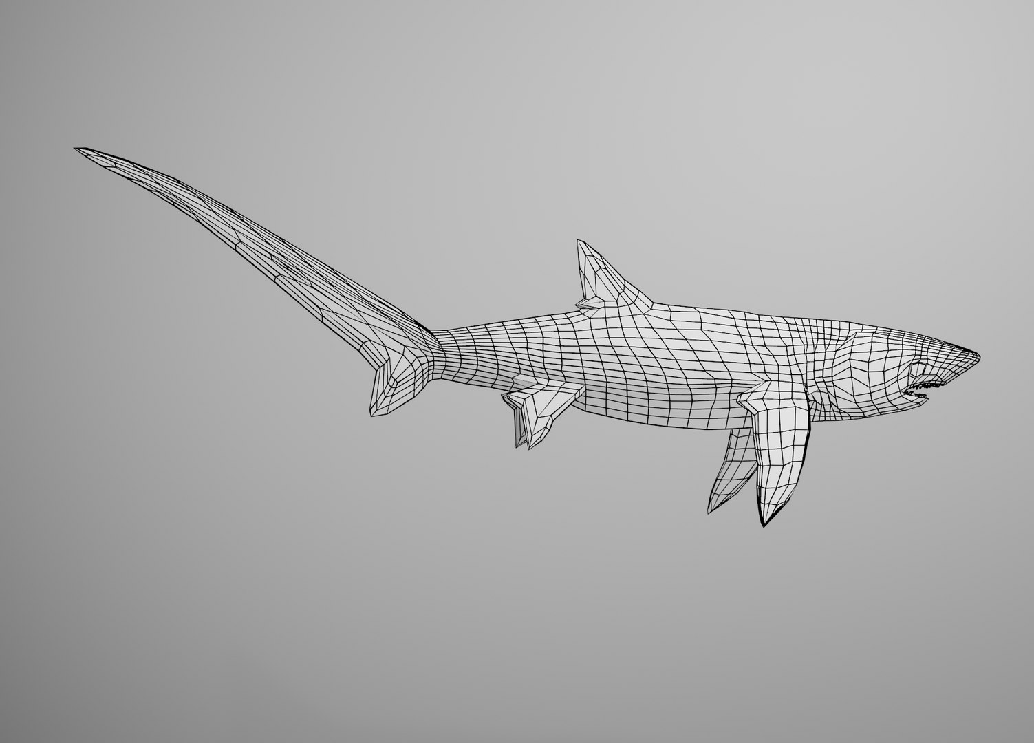 Thresher Shark 3D - TurboSquid 1619288