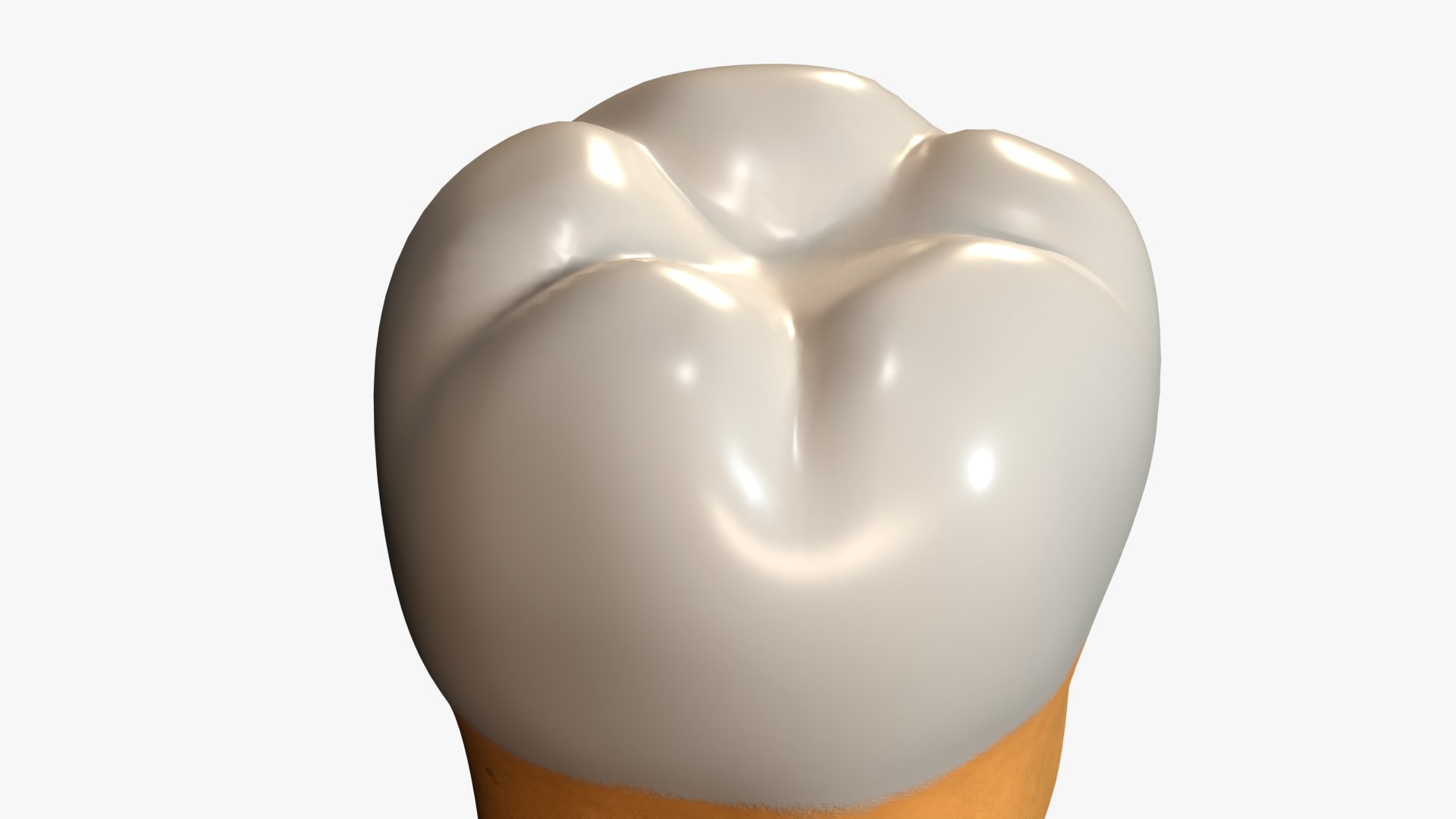 3D Enamel Molar Tooth - TurboSquid 1832313