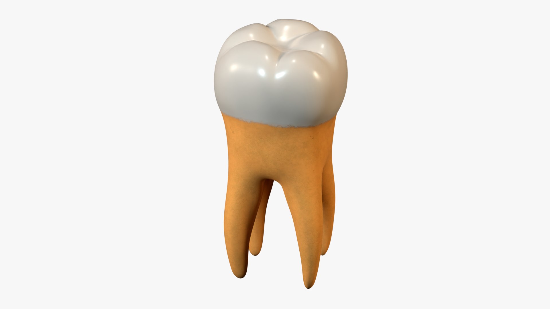 3D Enamel Molar Tooth - TurboSquid 1832313