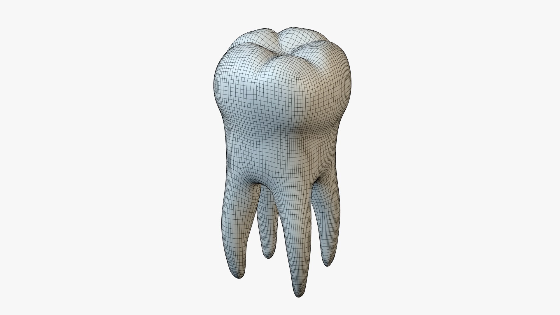 3D Enamel Molar Tooth - TurboSquid 1832313