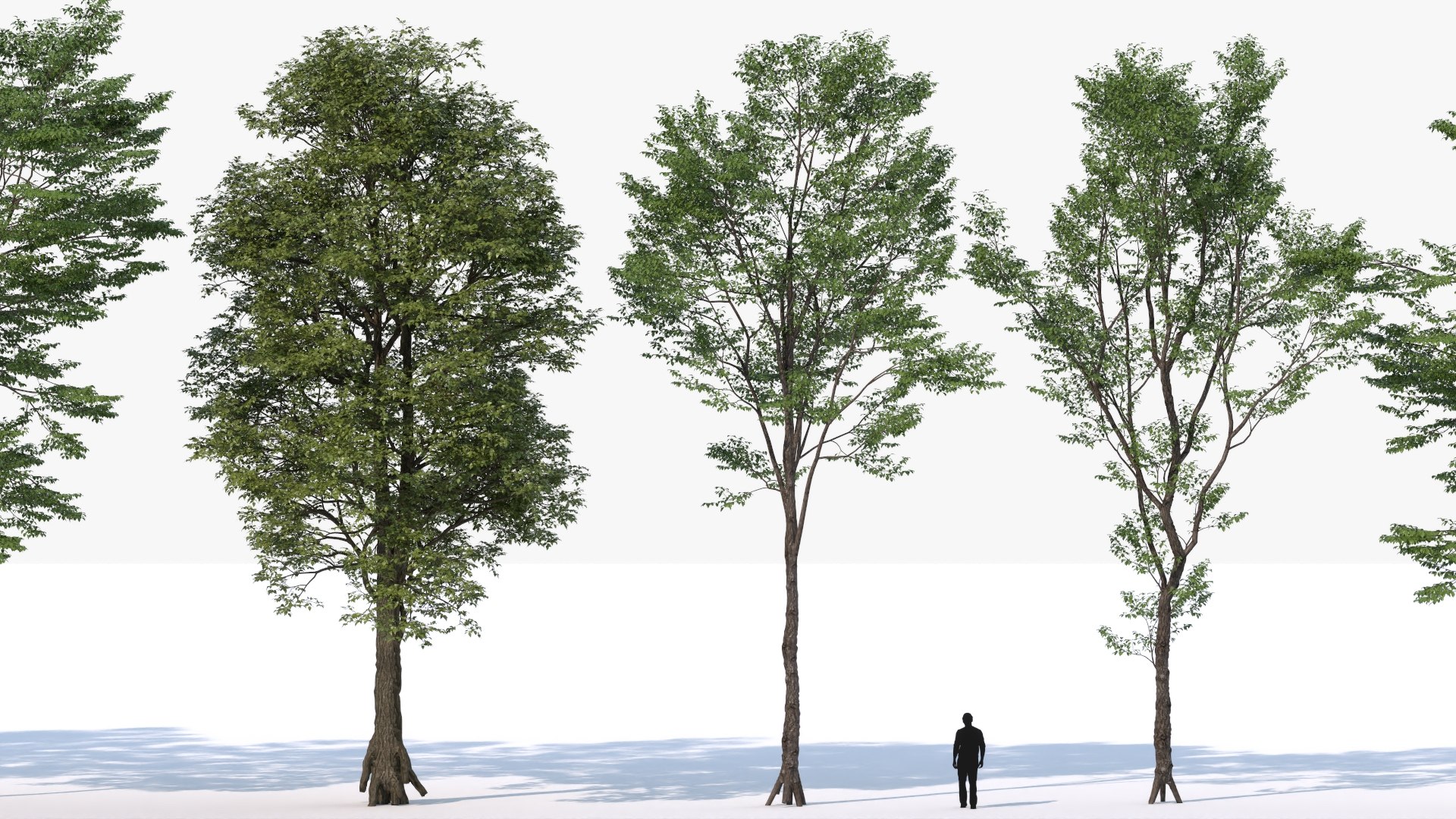 3D Collection Of 3D Models Of Landscape Trees - TurboSquid 2254282