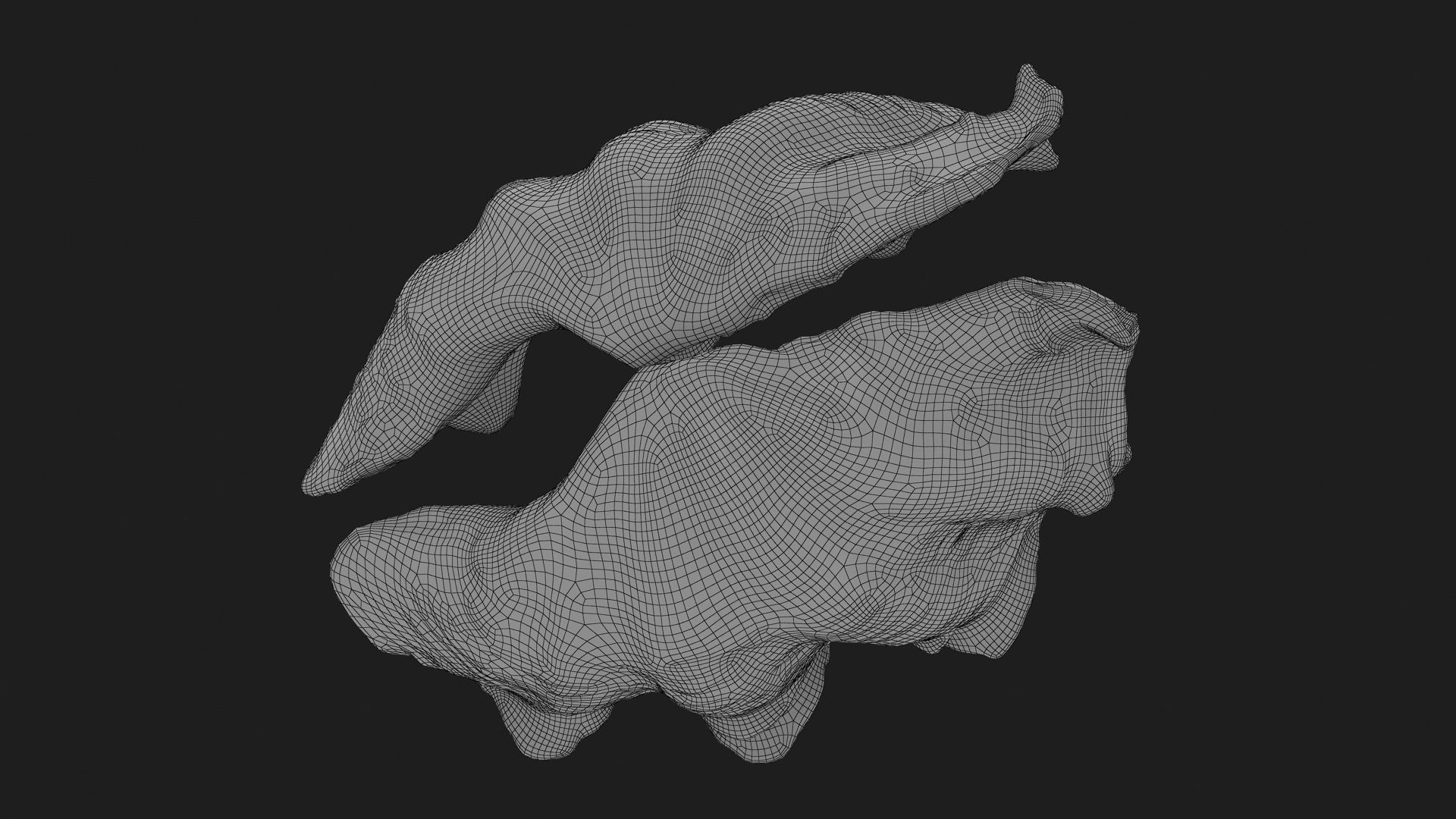 3D Giant Clam Shell Animated Model - TurboSquid 2306076