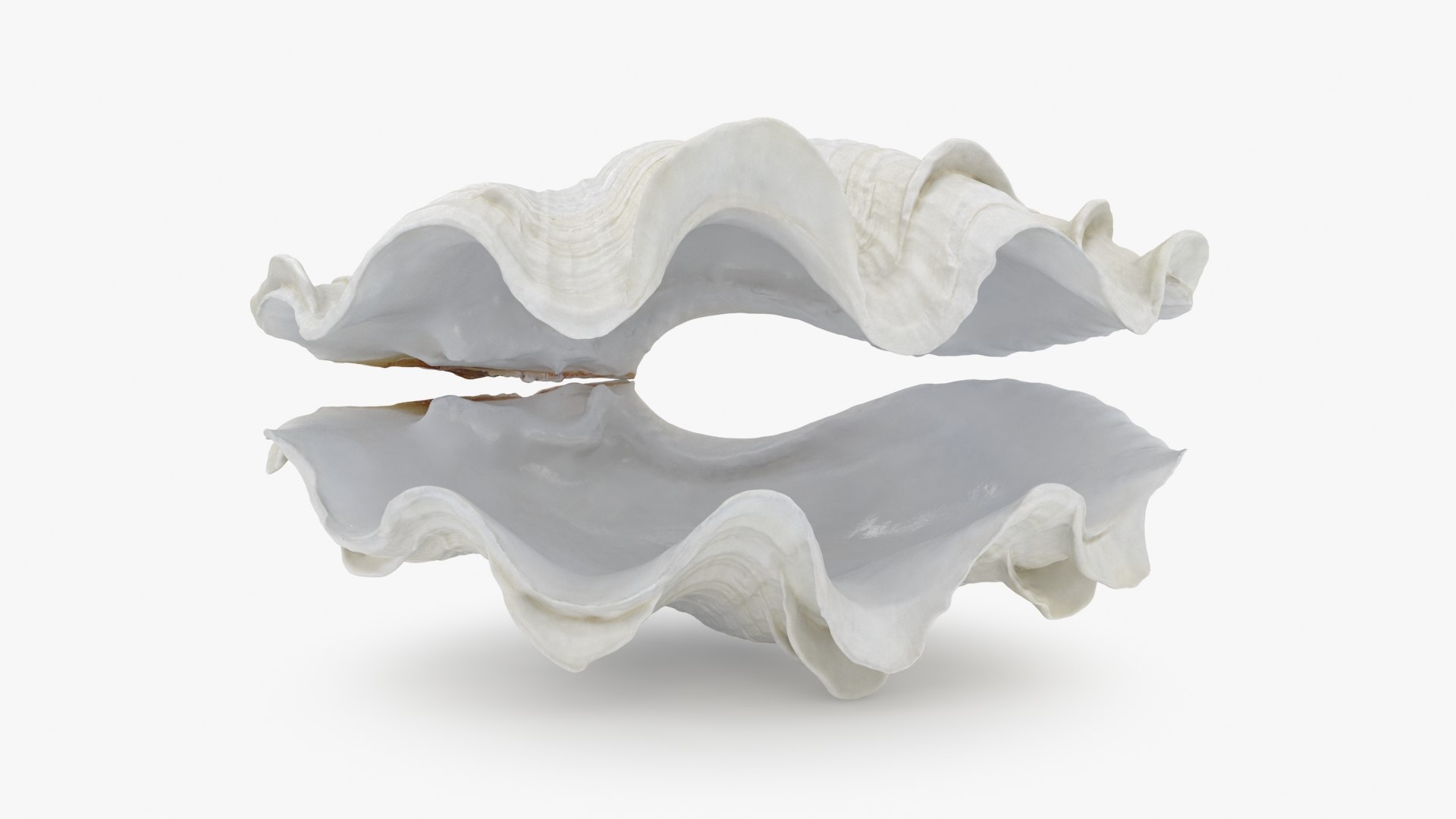 3D Giant Clam Shell Animated Model - TurboSquid 2306076