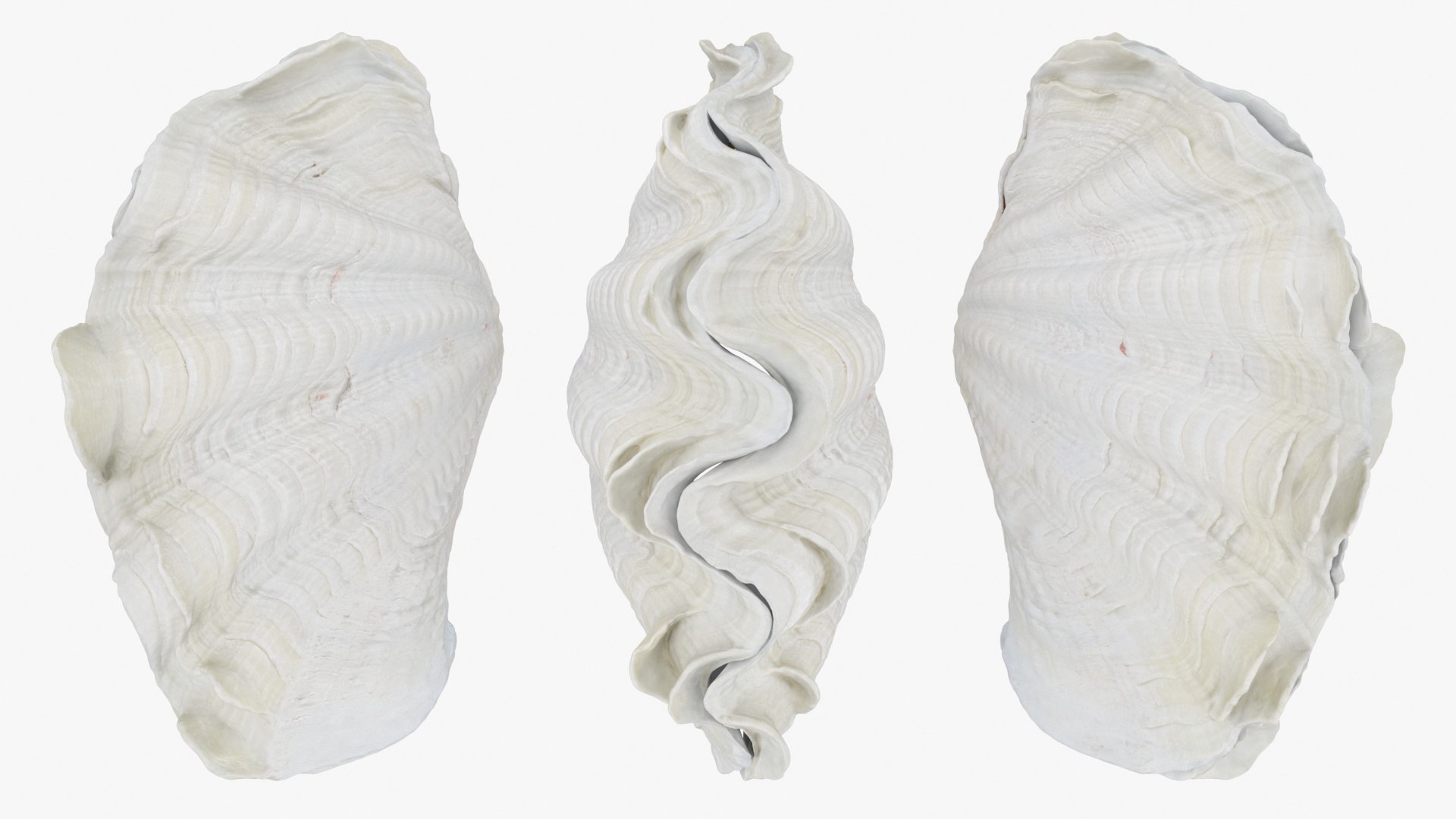 3D Giant Clam Shell Animated Model - TurboSquid 2306076