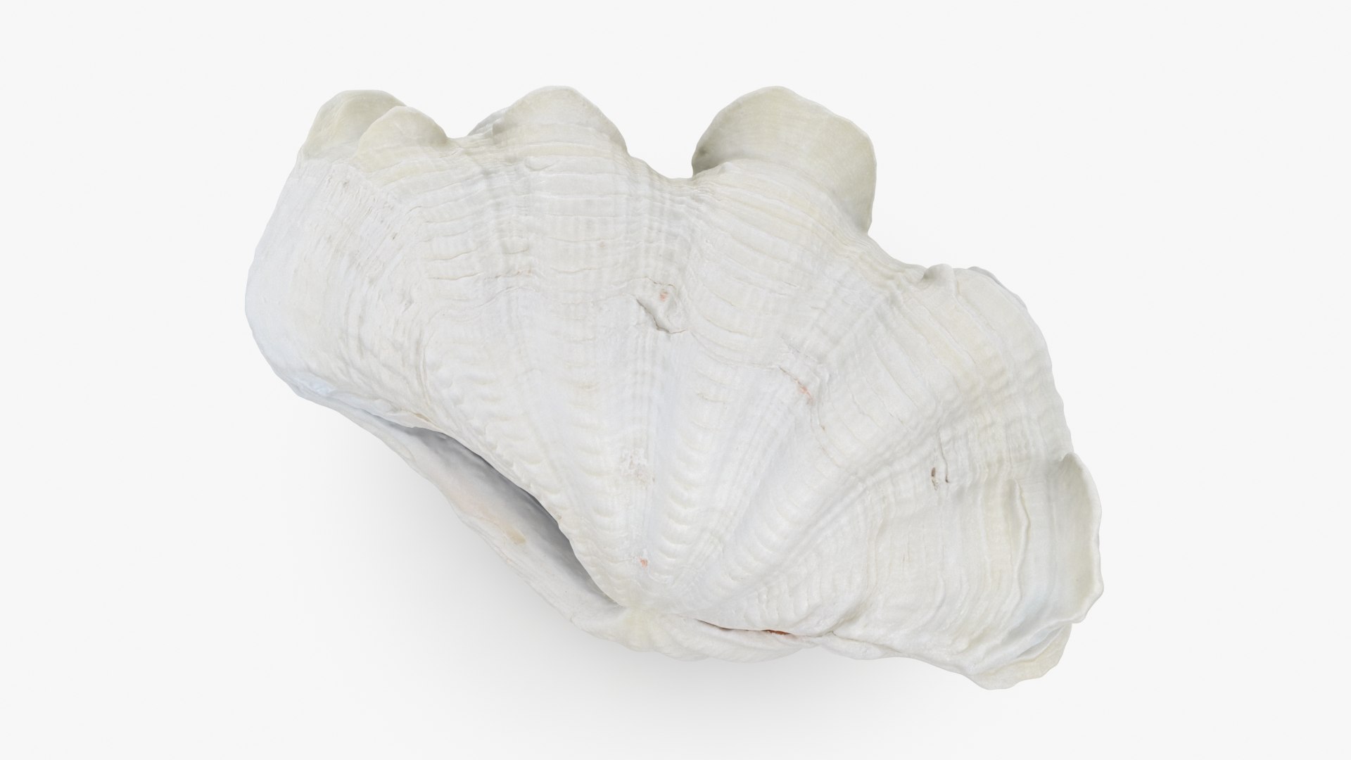 3D Giant Clam Shell Animated Model - TurboSquid 2306076