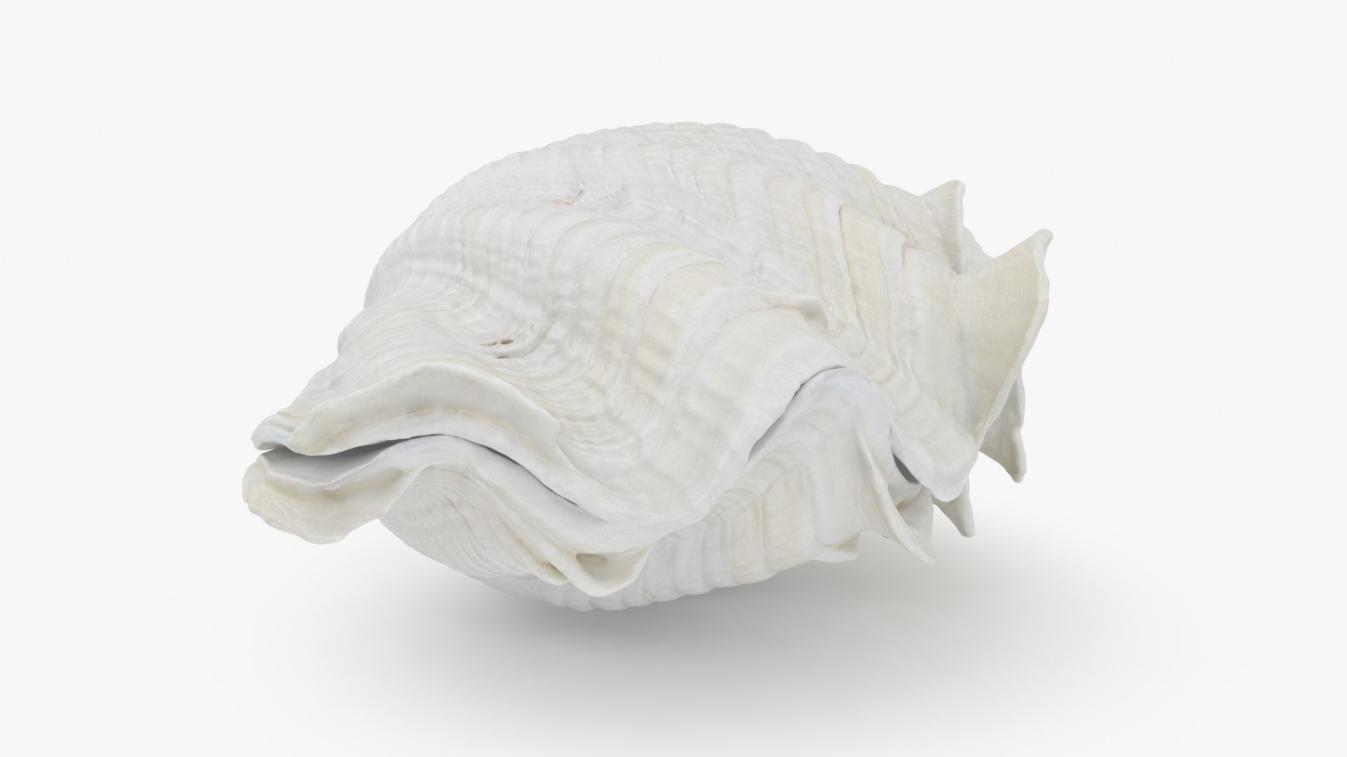 3D Giant Clam Shell Animated Model - TurboSquid 2306076