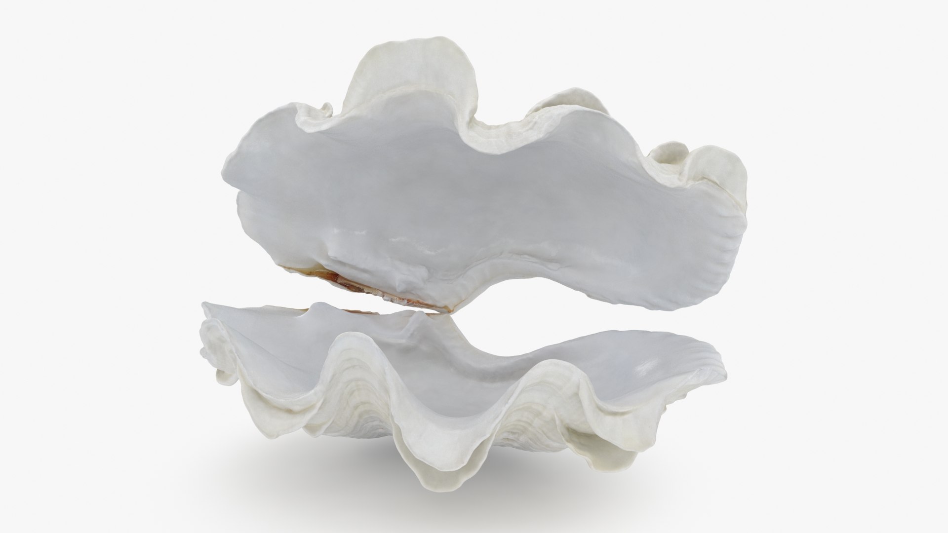 3D Giant Clam Shell Animated Model - TurboSquid 2306076
