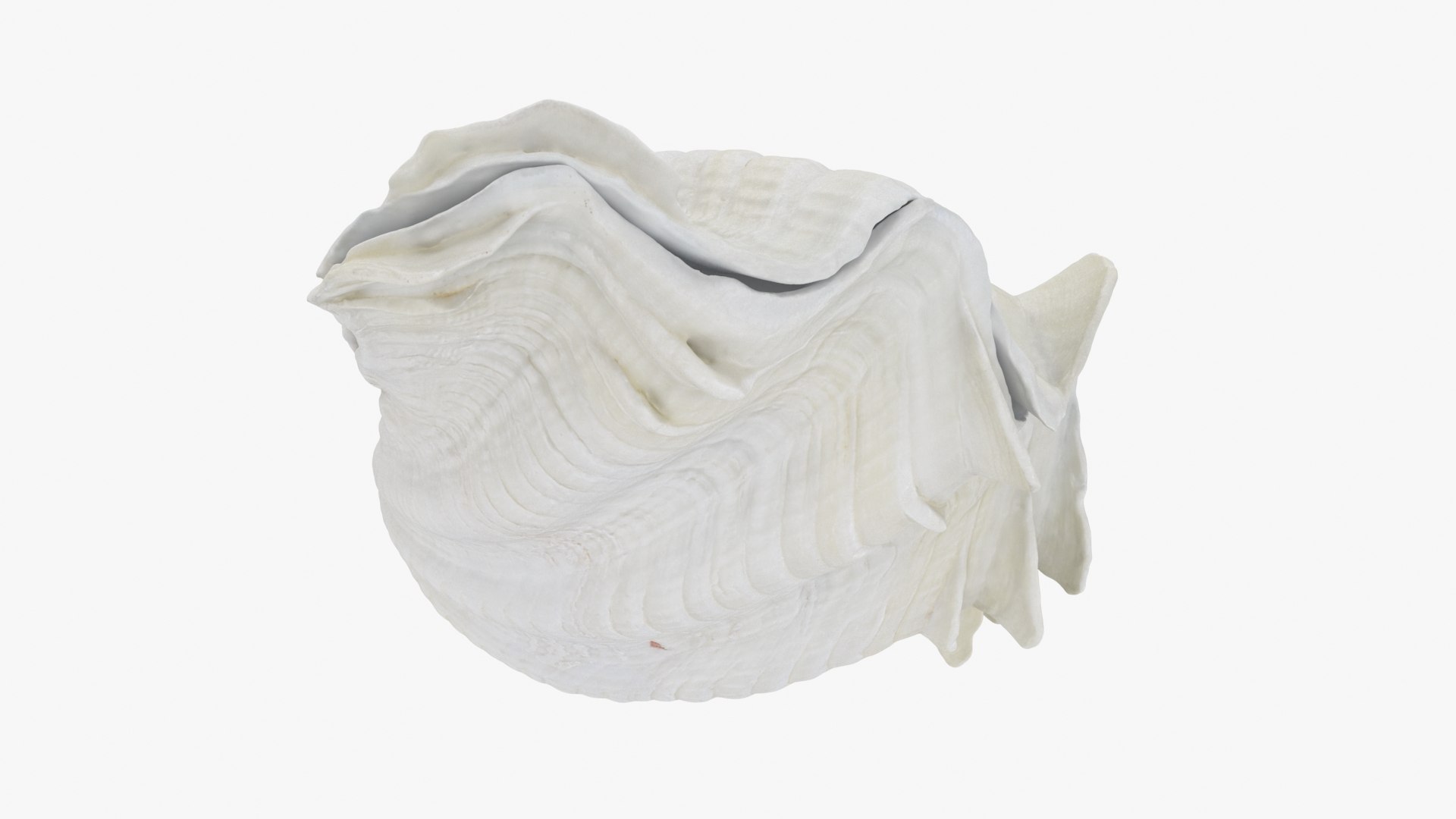 3D Giant Clam Shell Animated Model - TurboSquid 2306076