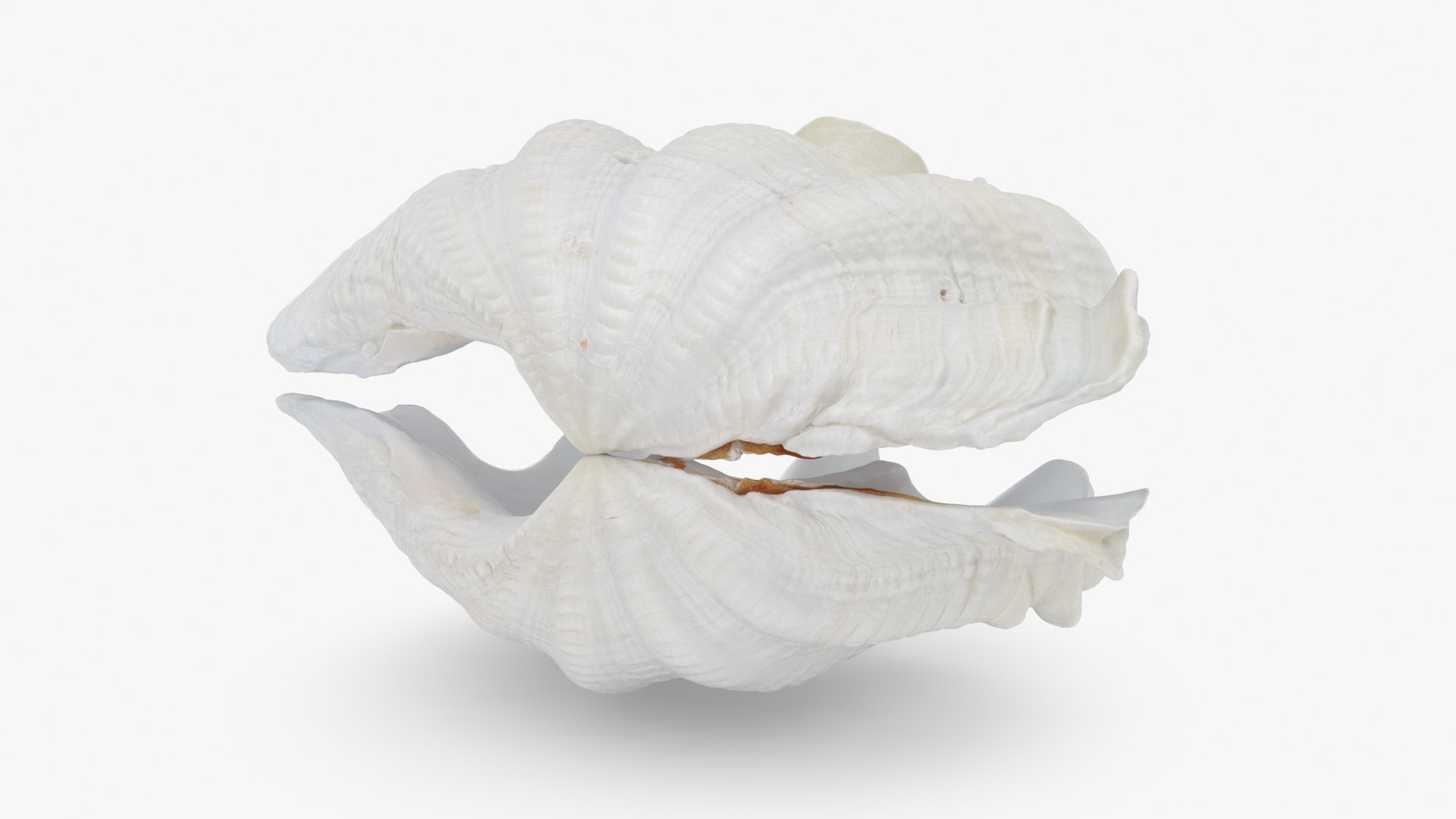 3D Giant Clam Shell Animated Model - TurboSquid 2306076