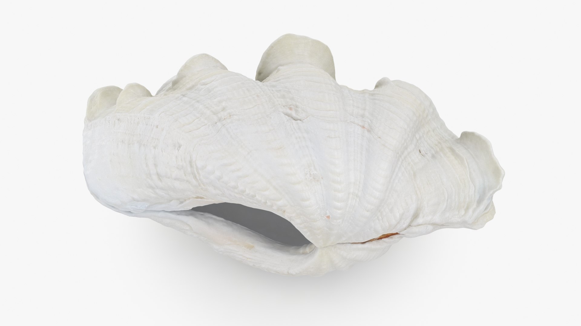 3D Giant Clam Shell Animated Model - TurboSquid 2306076