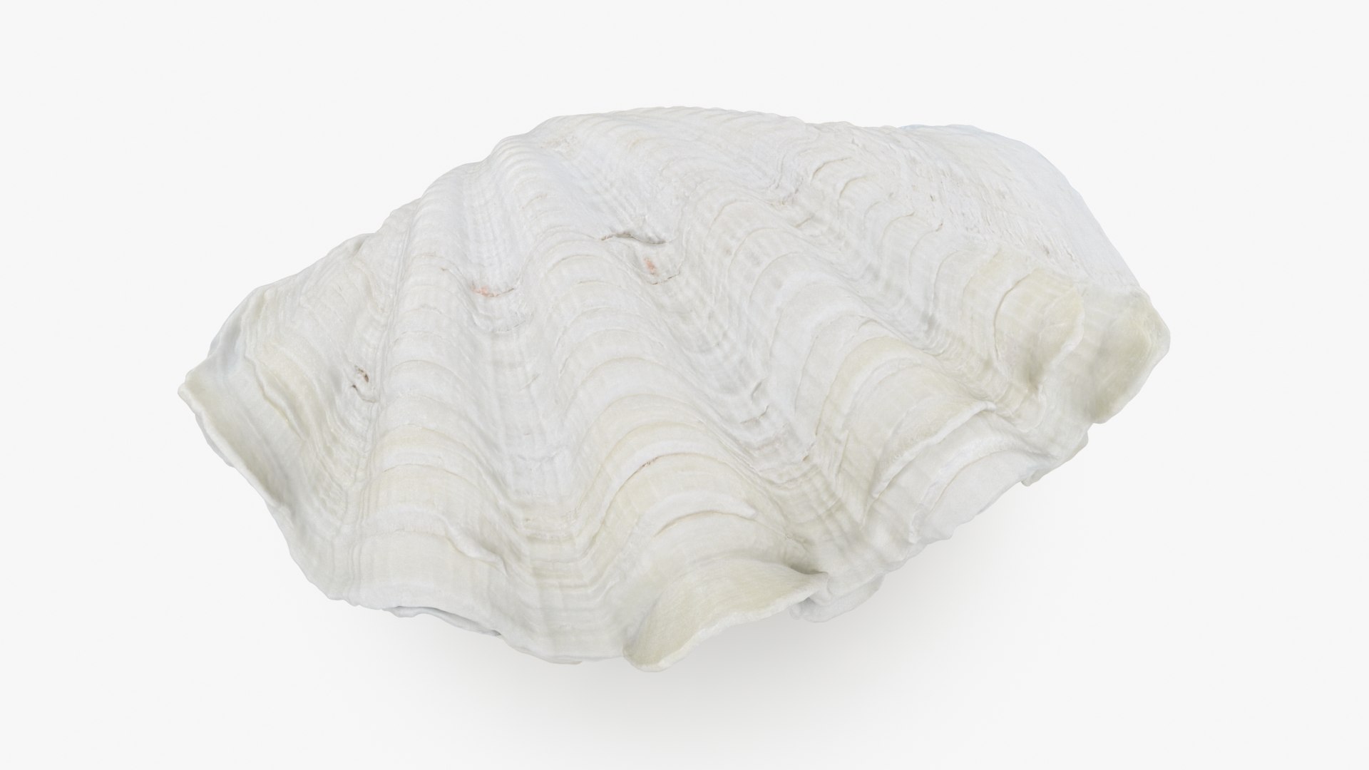 3D Giant Clam Shell Animated Model - TurboSquid 2306076