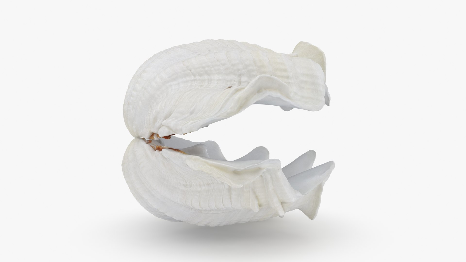 3D Giant Clam Shell Animated Model - TurboSquid 2306076