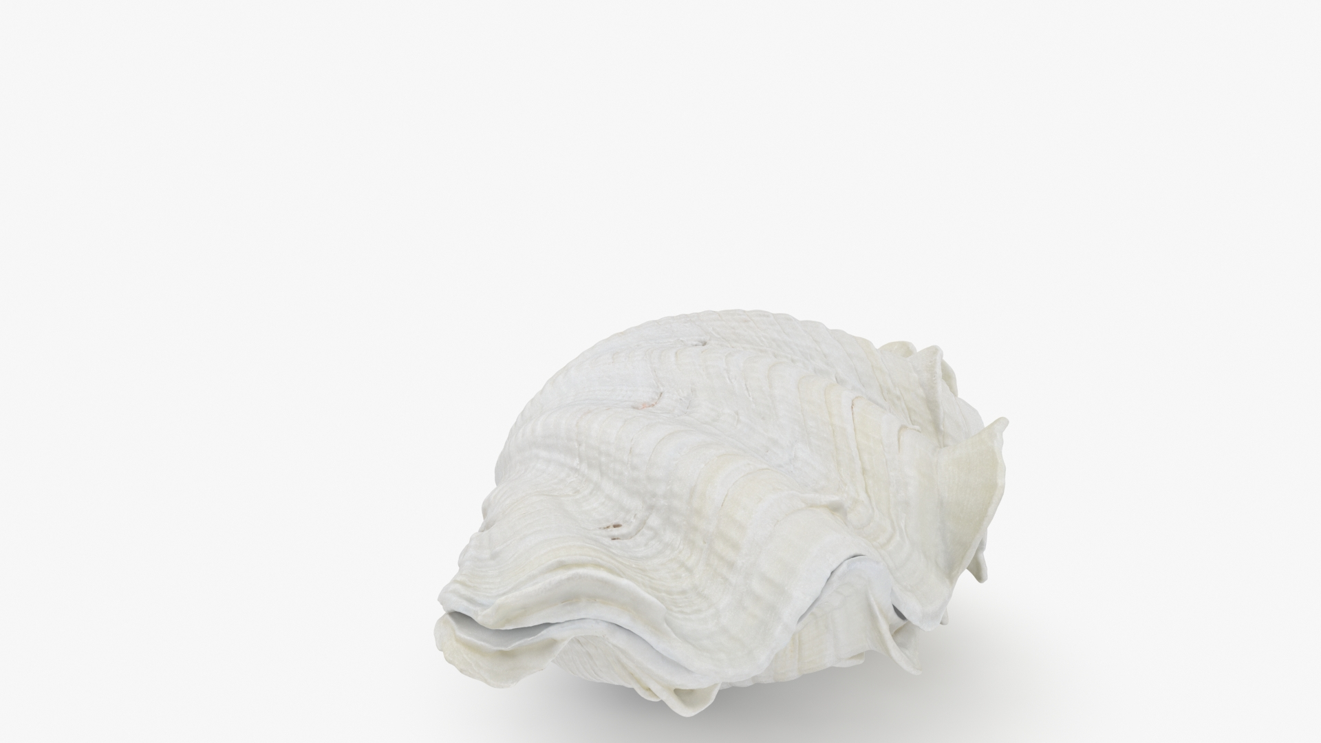 3D Giant Clam Shell Animated Model - TurboSquid 2306076