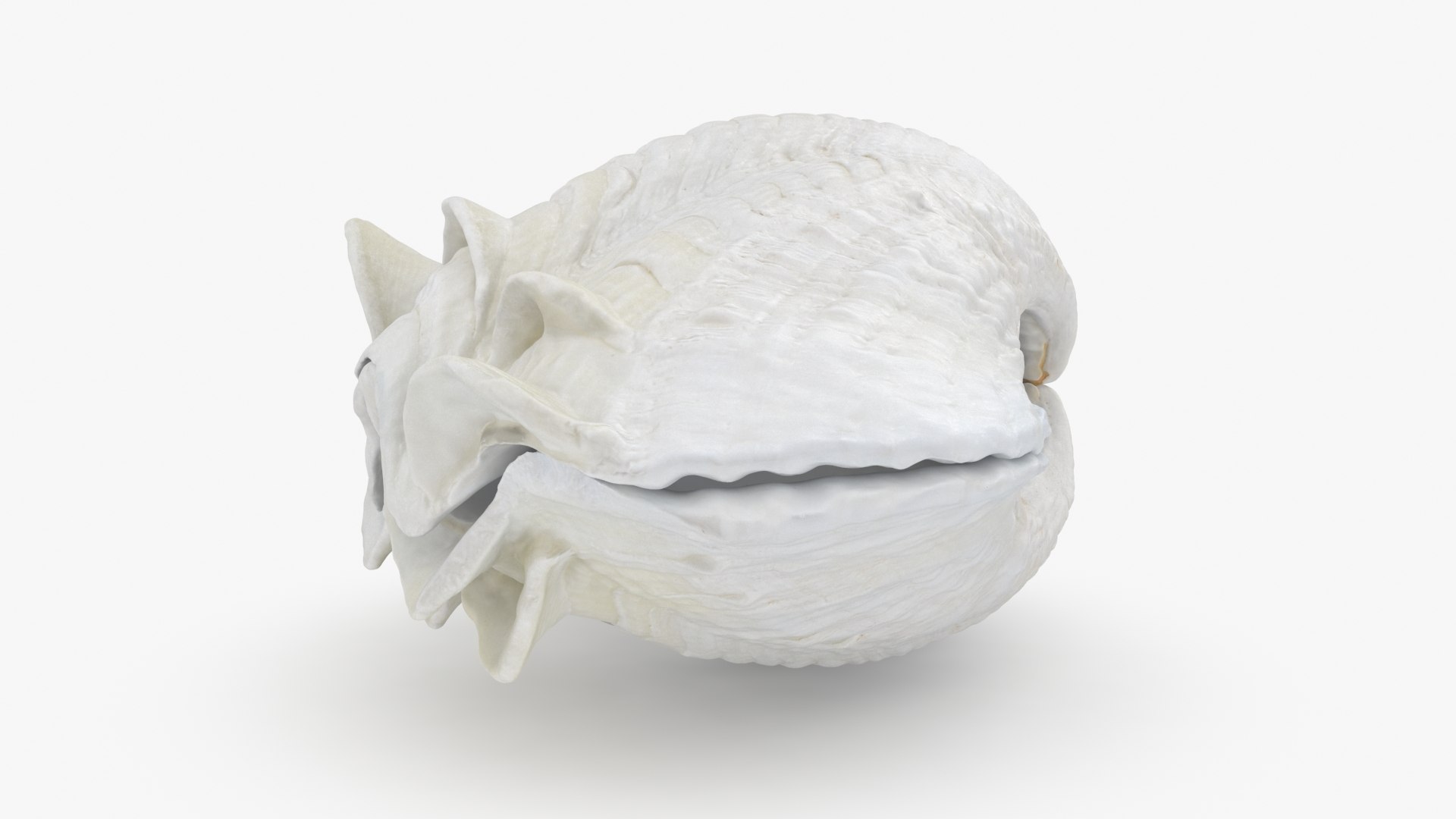 3D Giant Clam Shell Animated Model - TurboSquid 2306076