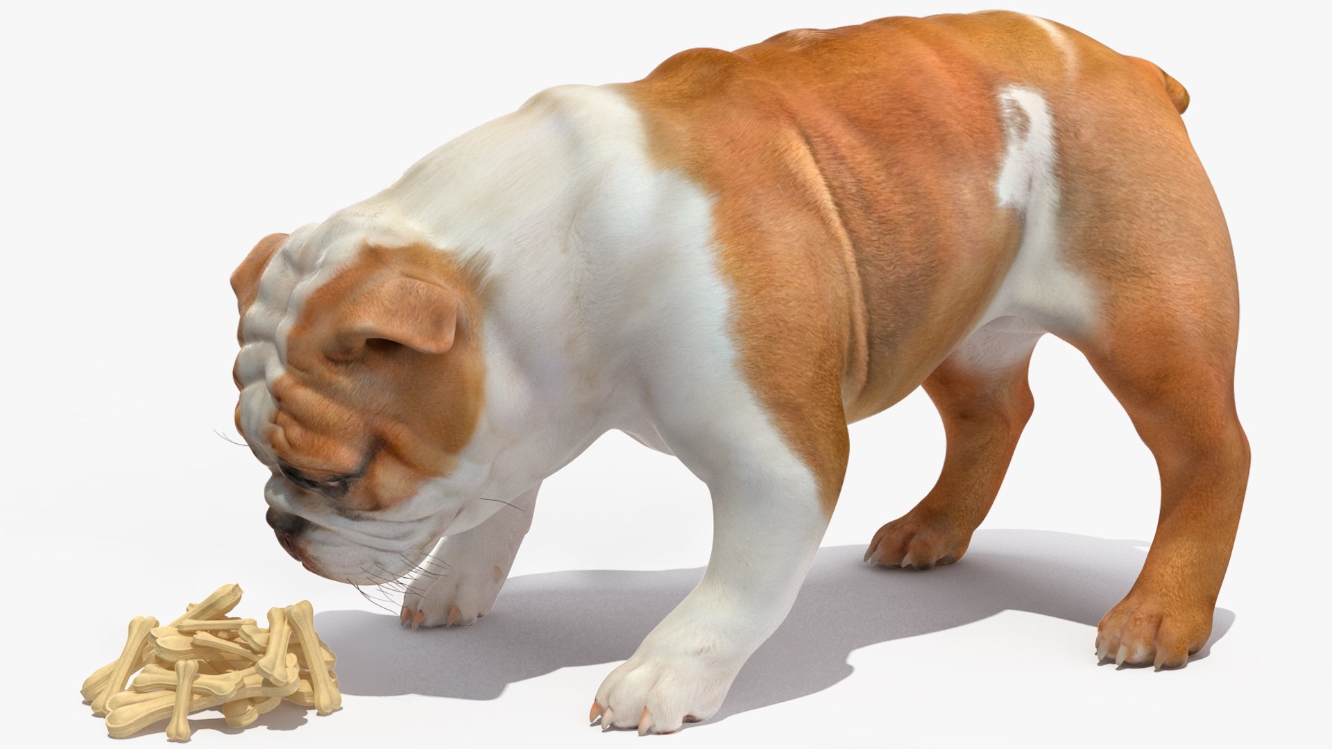 3D Model Bulldog Sniffs A Pile Of Bones - TurboSquid 2180610