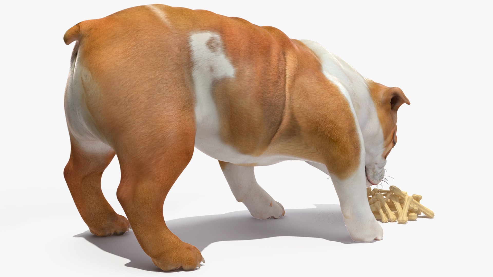 3D Model Bulldog Sniffs A Pile Of Bones - TurboSquid 2180610