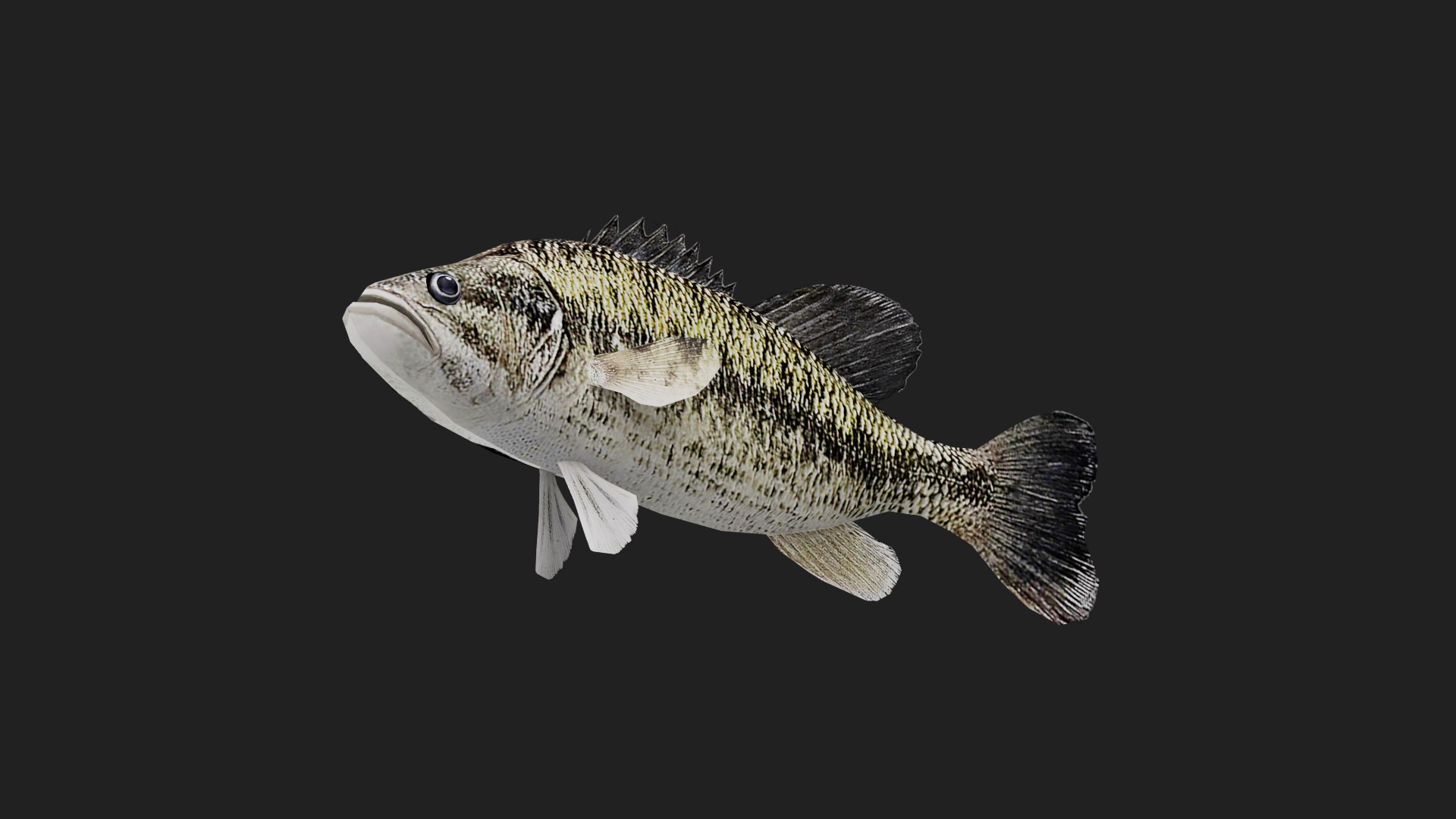 Bass Fish 3D Model - TurboSquid 2123105